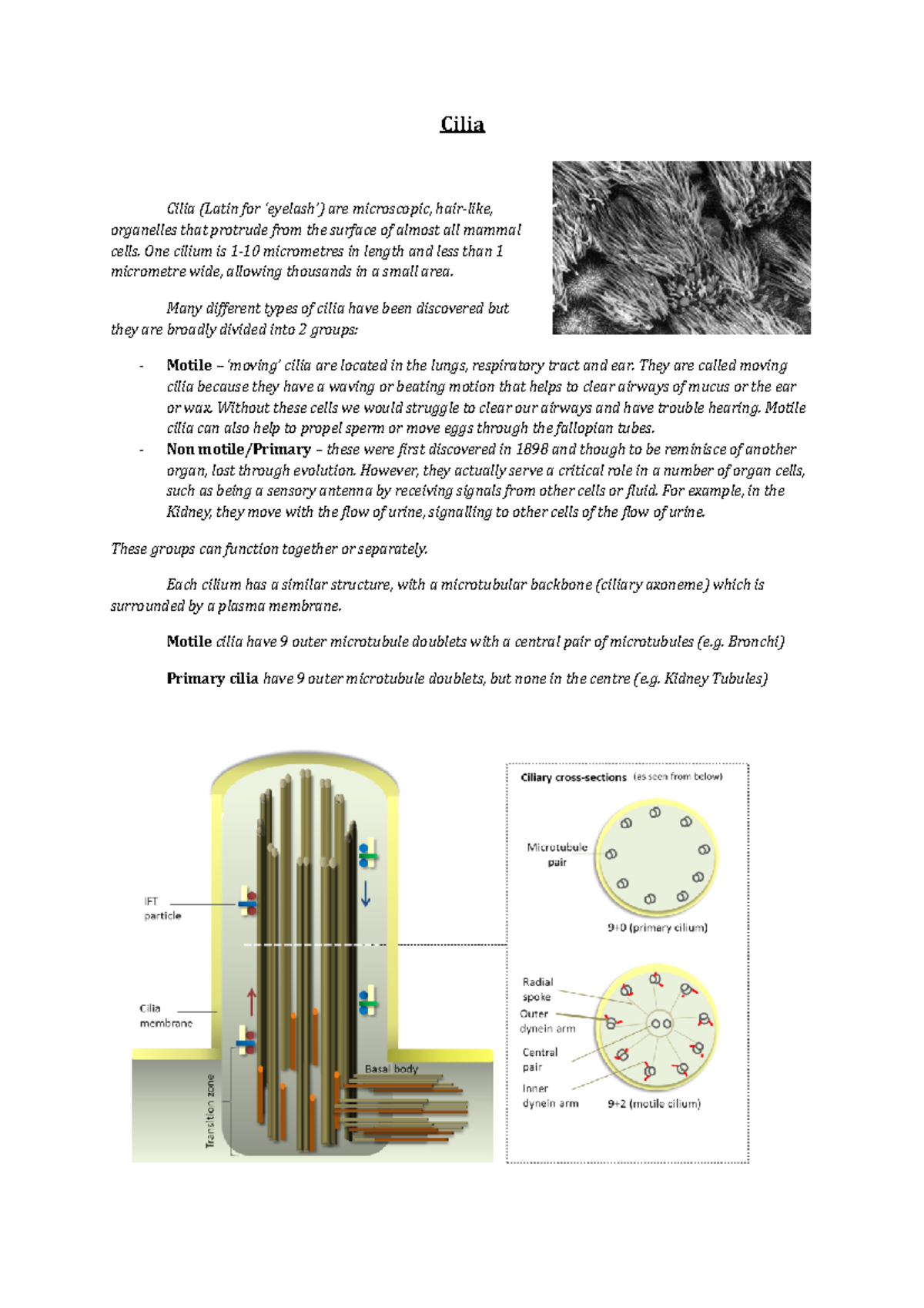 Cilia - Cilia Cilia (Latin for ‘eyelash’) are microscopic, hair-like ...