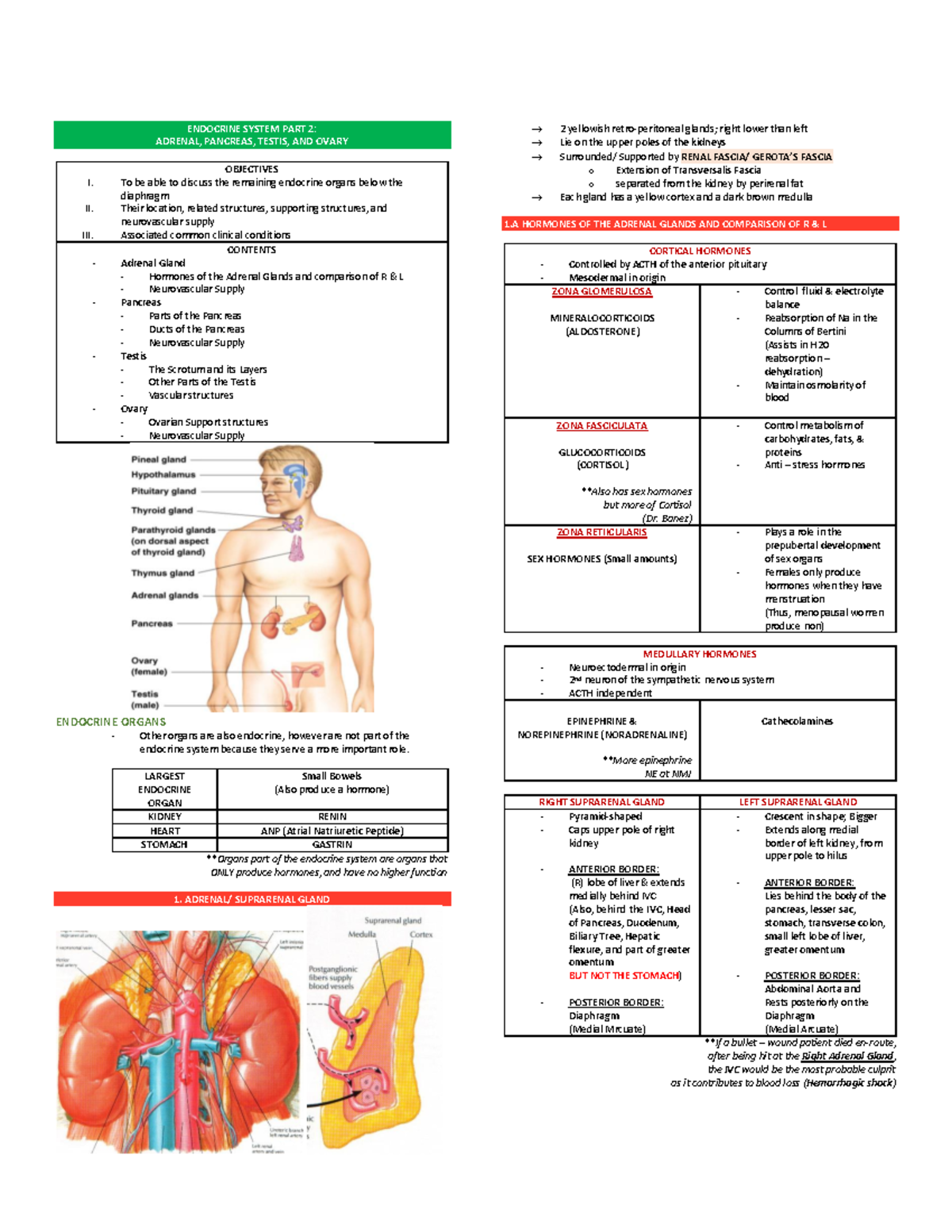 Endocrine system - Lecture notes 1-4 - ENDOCRINE SYSTEM PART 2: ADRENAL ...