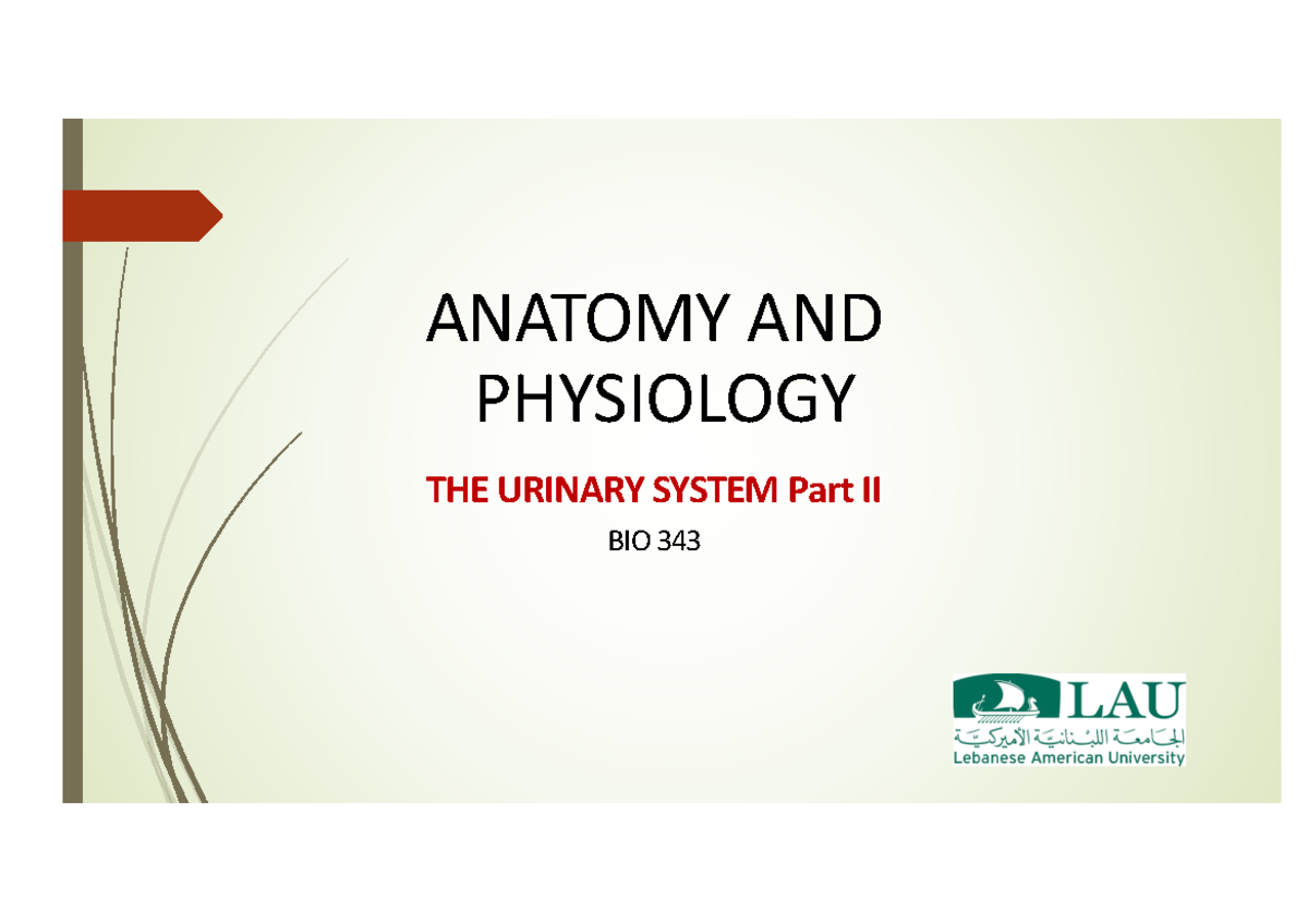 Chapter 12-Part 2 - ,,DDD - ANATOMY AND PHYSIOLOGY THE URINARY SYSTEM ...