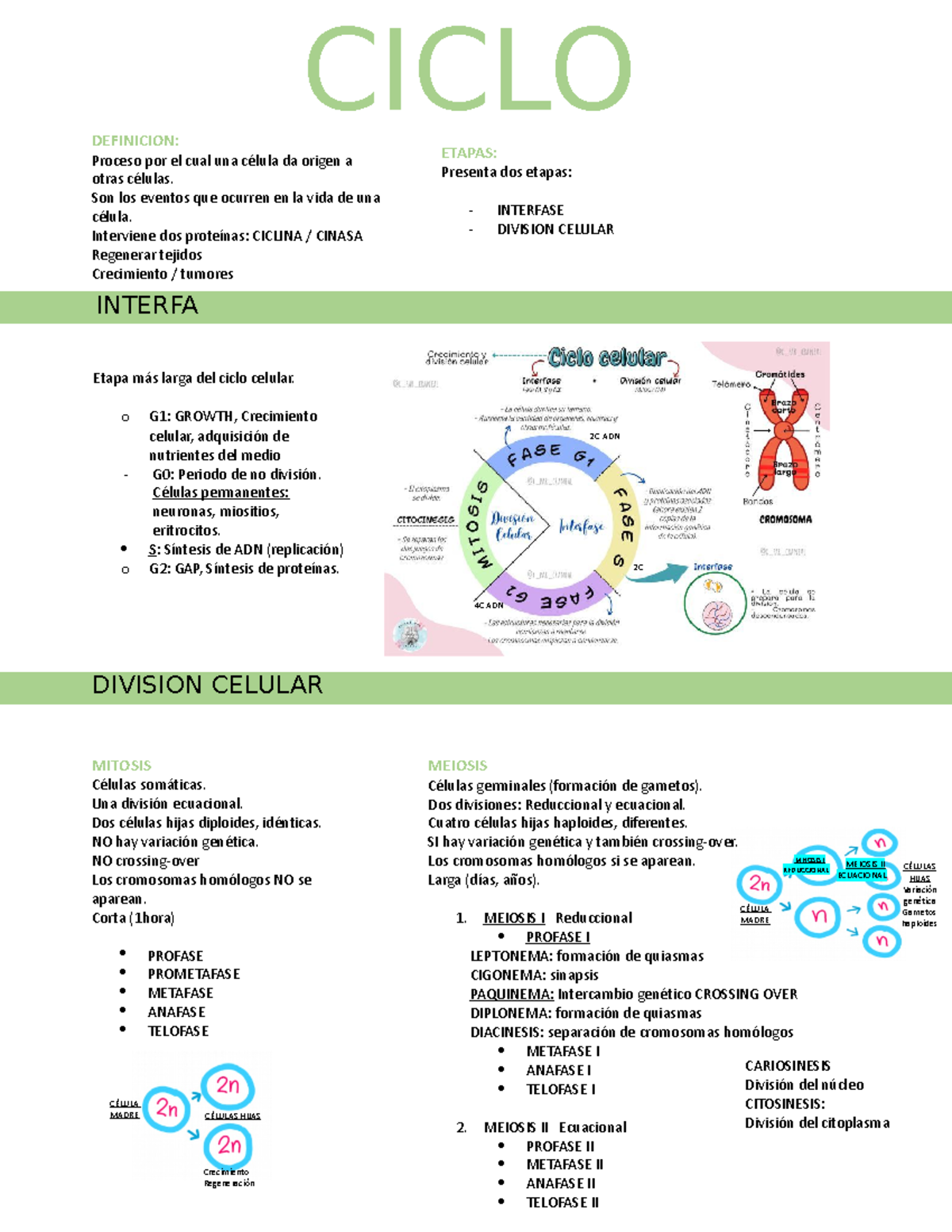 Ciclo Celular - Semana 14 ACEM - K CICLO DEFINICION: Proceso por el ...