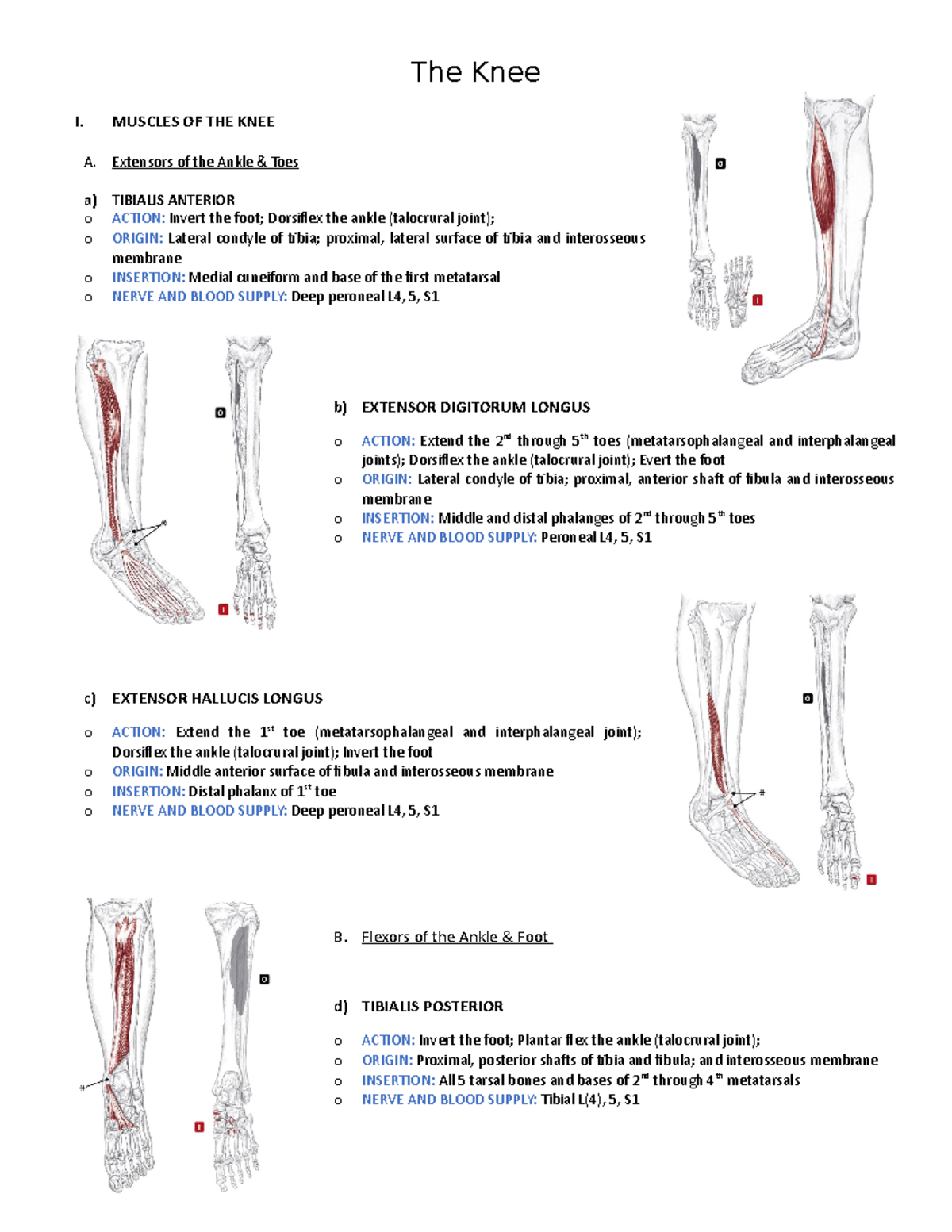 5. Knee - knee anatomy lecture - The Knee I. MUSCLES OF THE KNEE A ...