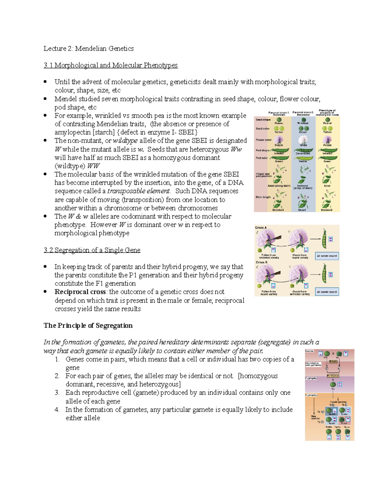 Lecture 2 - notes - Lecture 2: Mendelian Genetics 3 Morphological and ...