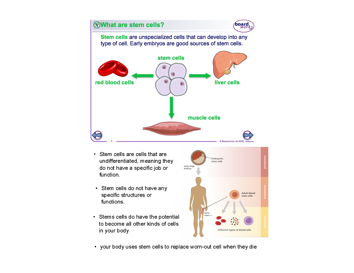 SNC2D- Stem Cells wwwwwww s s s s s s - Stem cells are cells that are ...