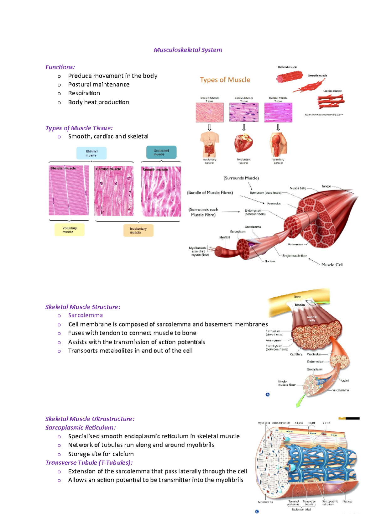 Musculoskeletal System - Musculoskeletal System Functions: o Produce ...