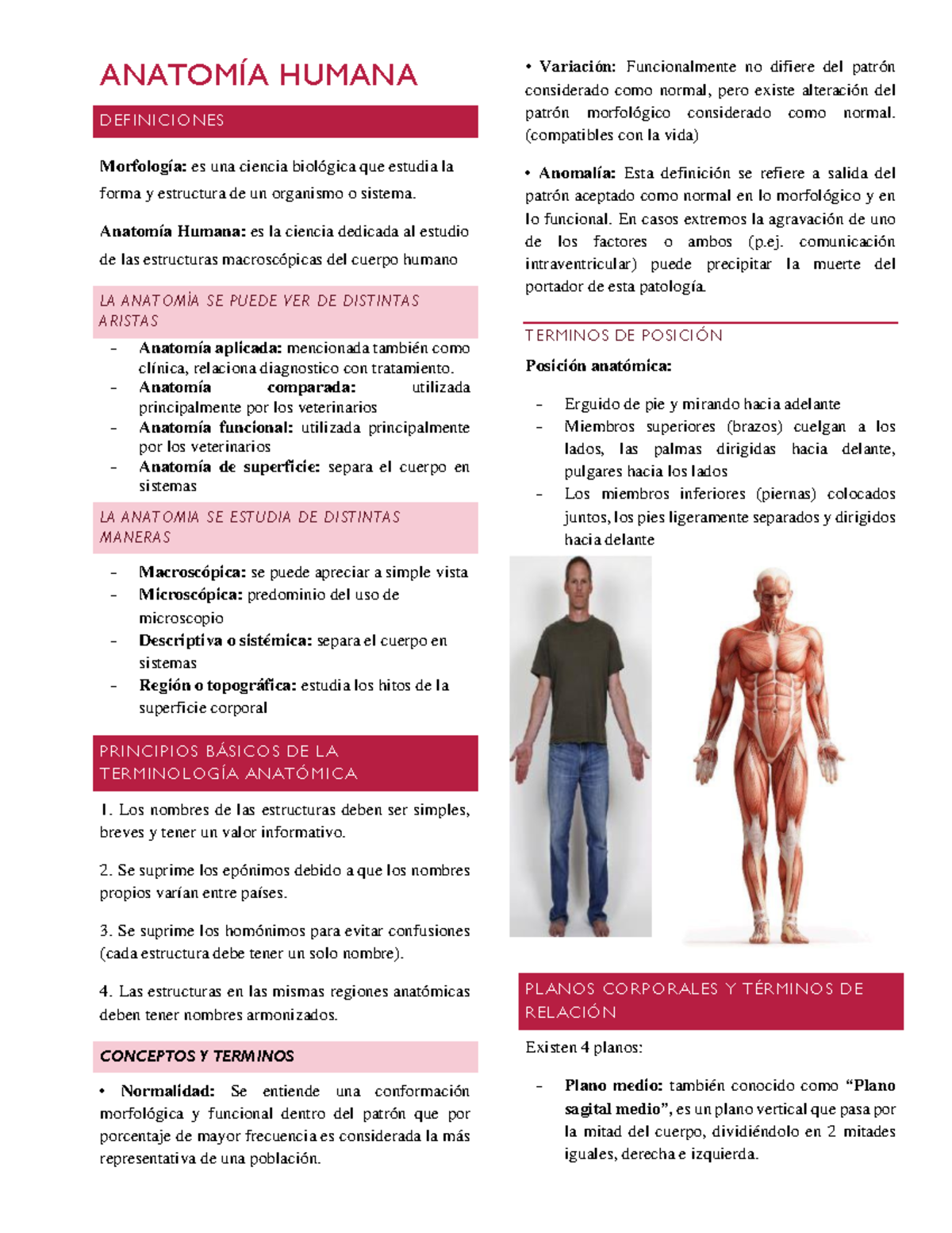 Apuntes - anatomía - ANATOMÍA HUMANA DEFINICIONES Morfología: es una ...