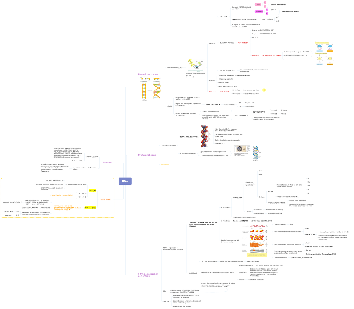 11. Acidi nucleici(DNA RNA) - DNA Composizione chimica ...