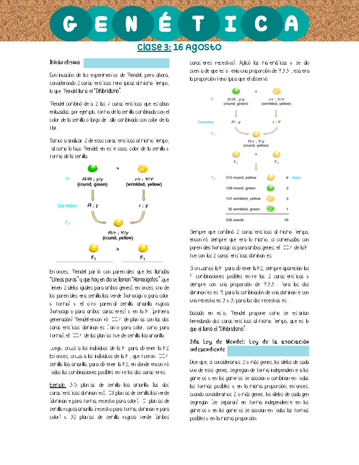 Clase 3 Genética 2022 - Clase 3: 16 Agosto Dihibridismo ContinuaciÛn de ...