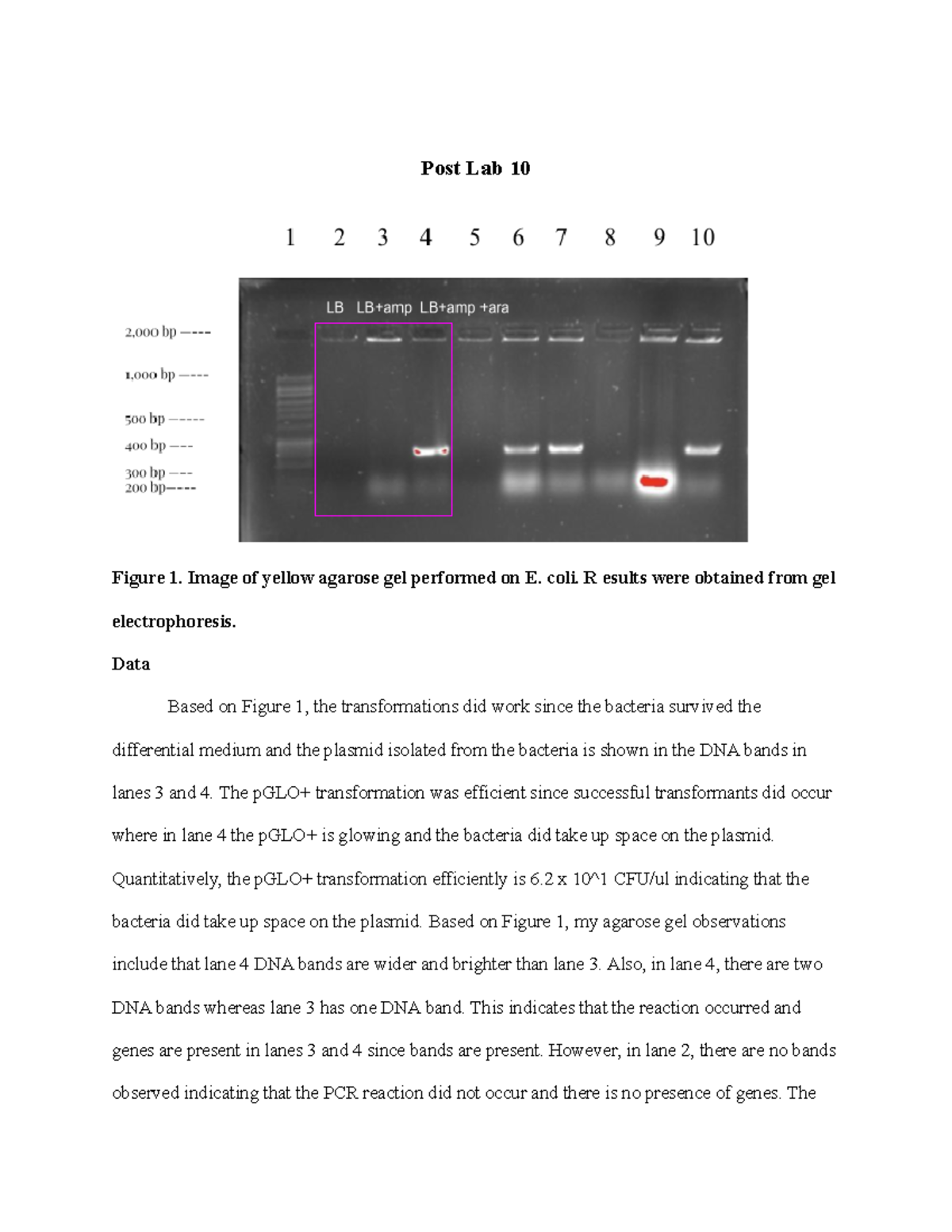 Post Lab 10-3 - POST BIO 113 LAB - Post Lab 10 Figure 1. Image of yellow agarose gel performed ...