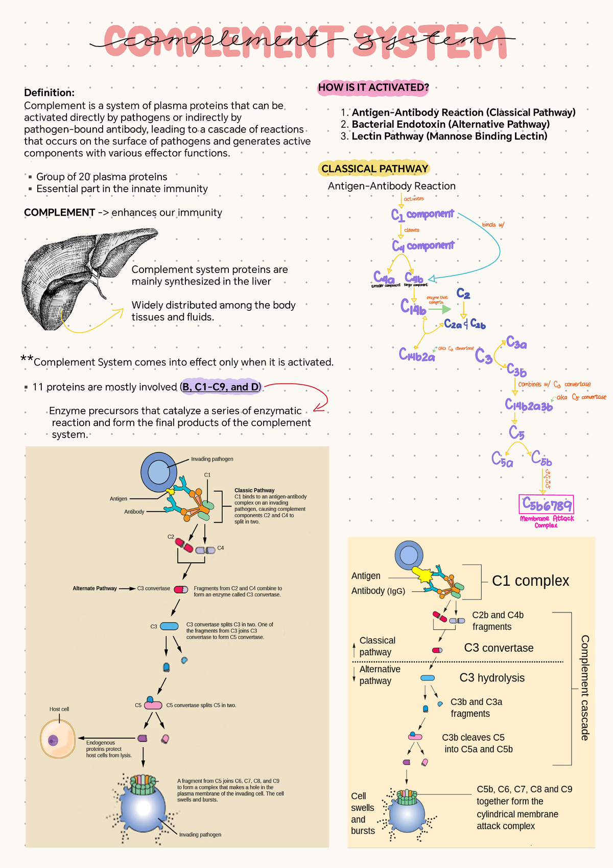 Complement System - Medical Technology - Studocu