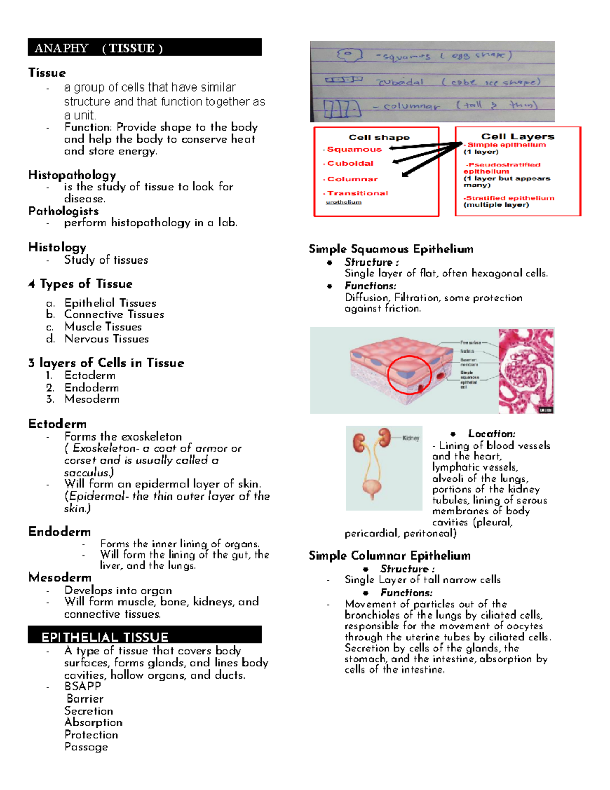 Anaphy ( Tissue ) - ANAPHY ( TISSUE ) Tissue - a group of cells that ...