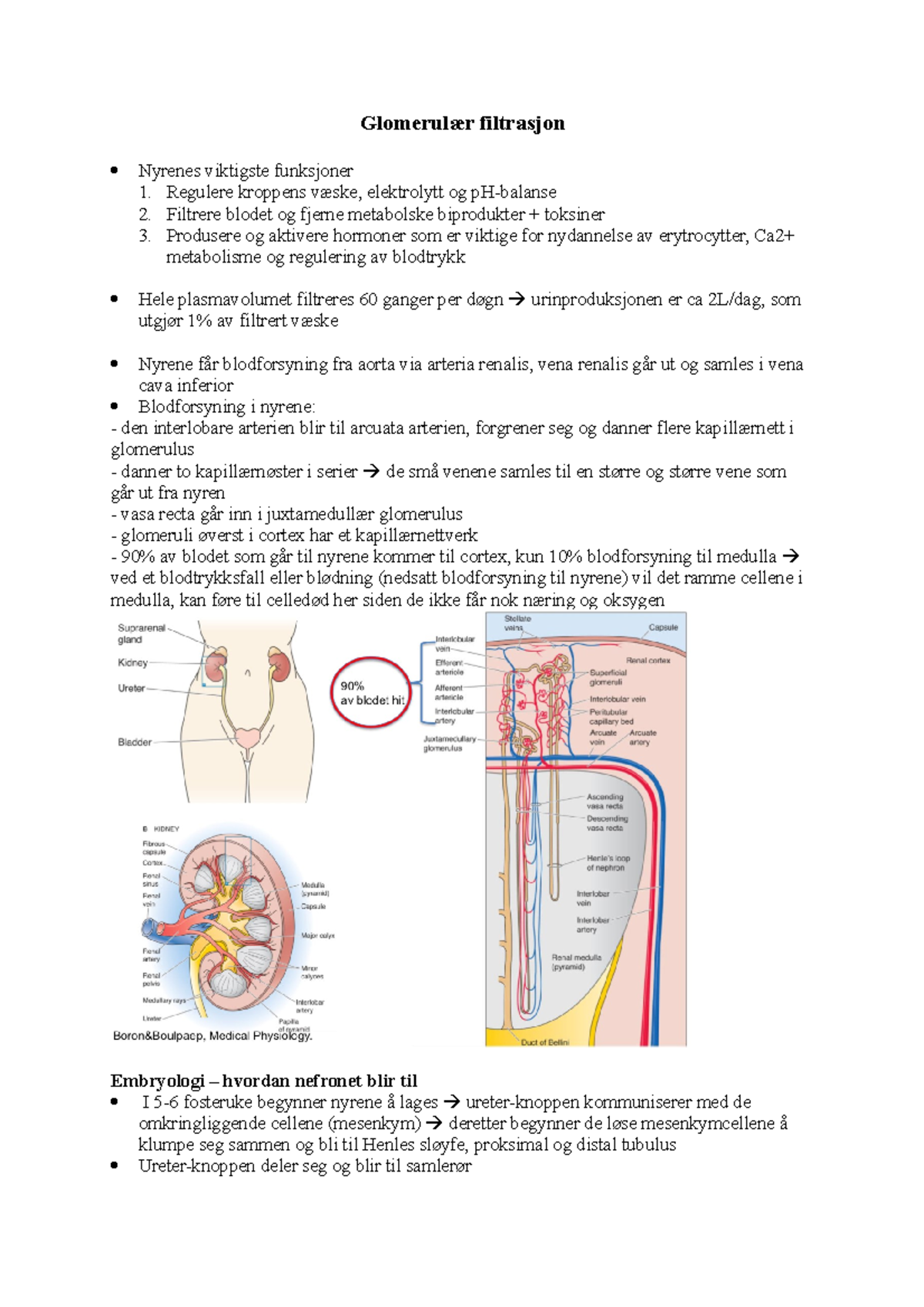 Glomerulær filtrasjon - Glomerulær filtrasjon Nyrenes viktigste ...