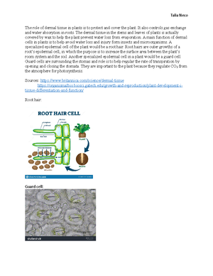 Plant cell division worksheet - Part I. Meristems Fig. 1. Apical ...