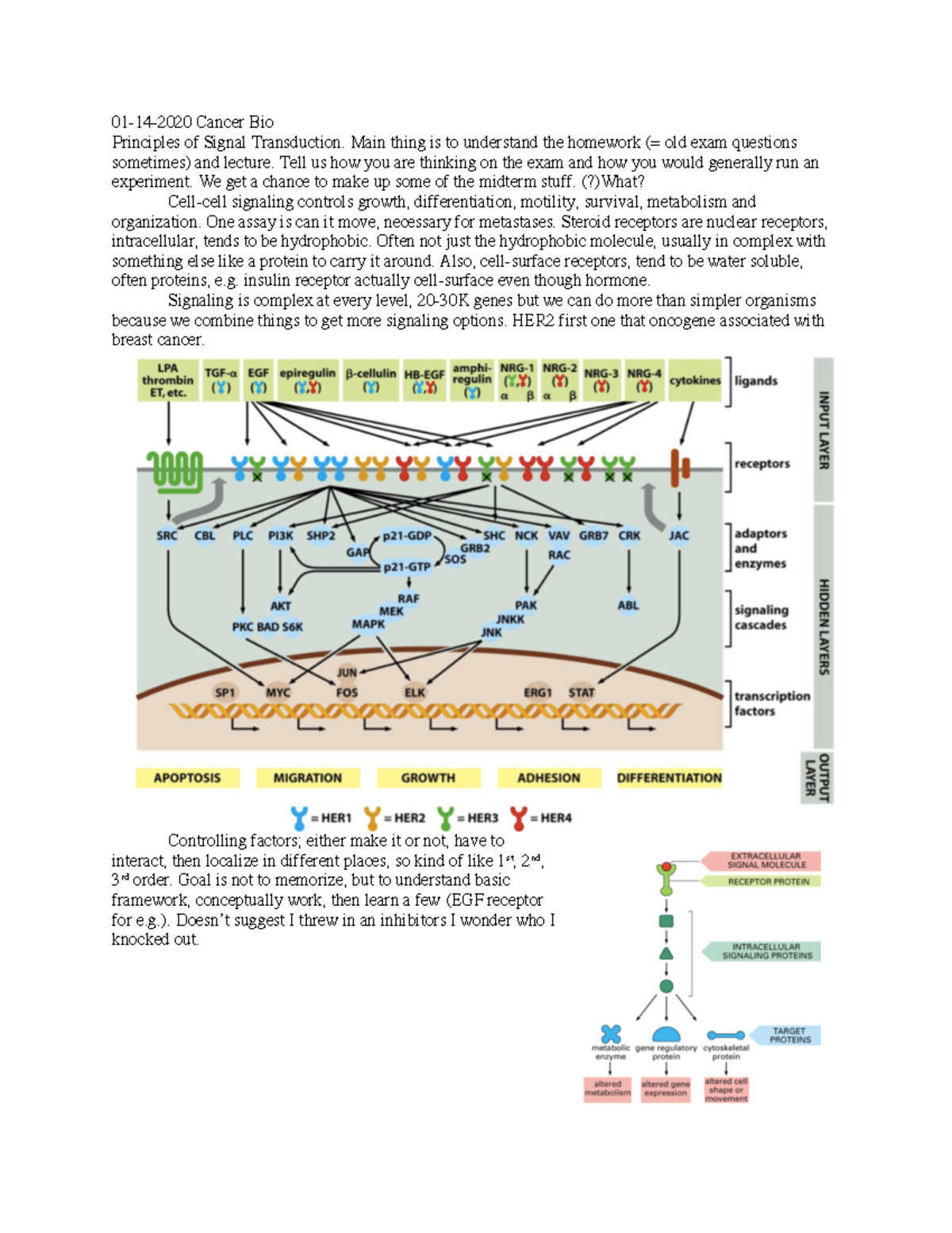 Cancer Bio Lecture Notes 01-14-2020 - 01-14-2020 Cancer Bio Principles ...