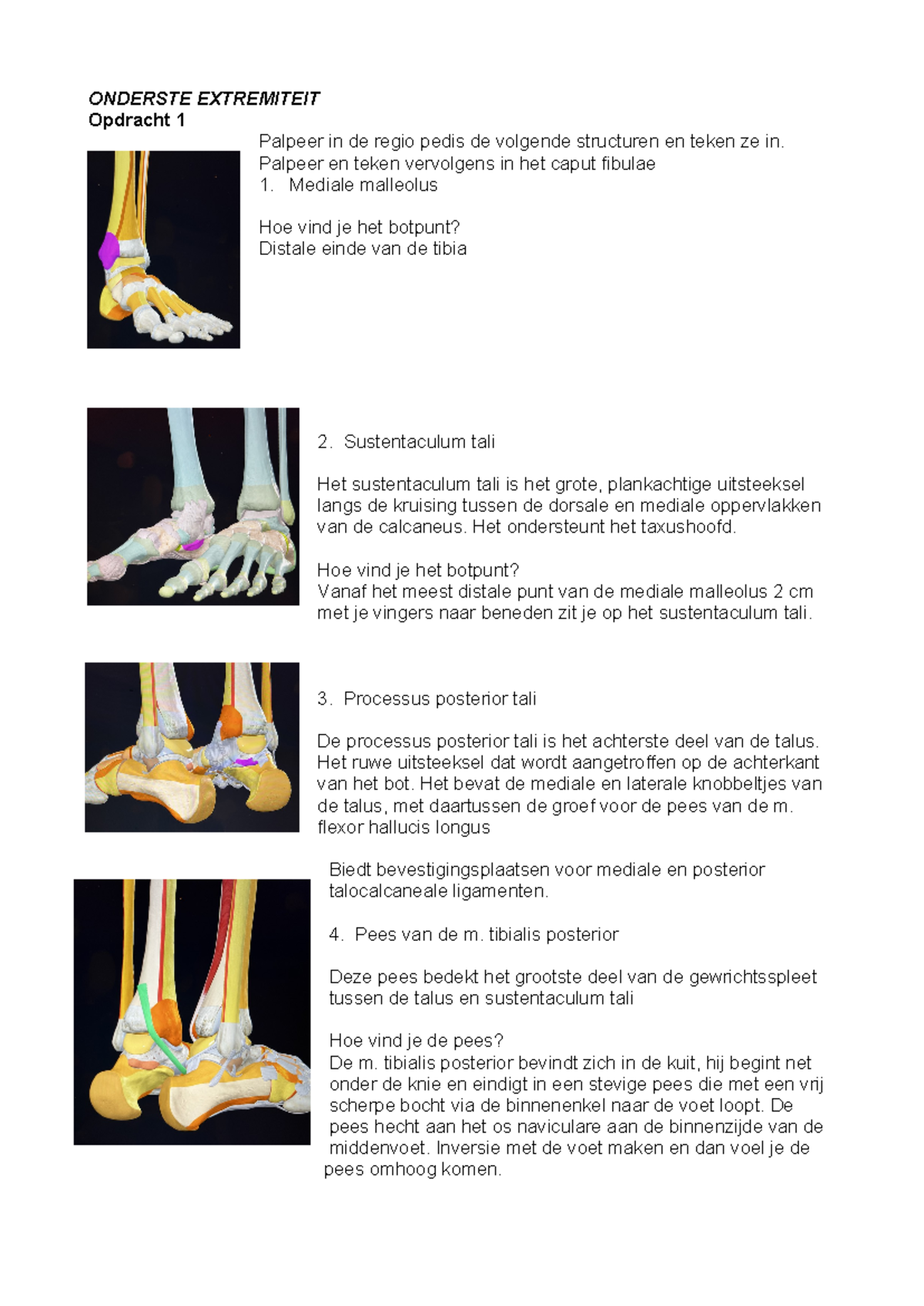 Toetsopdrachten anatomie in vivo periode 2 - ONDERSTE EXTREMITEIT ...