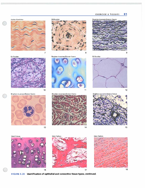 Lab 3 Exercise - tissues - Lab 3 Exercise General types of tissues ...