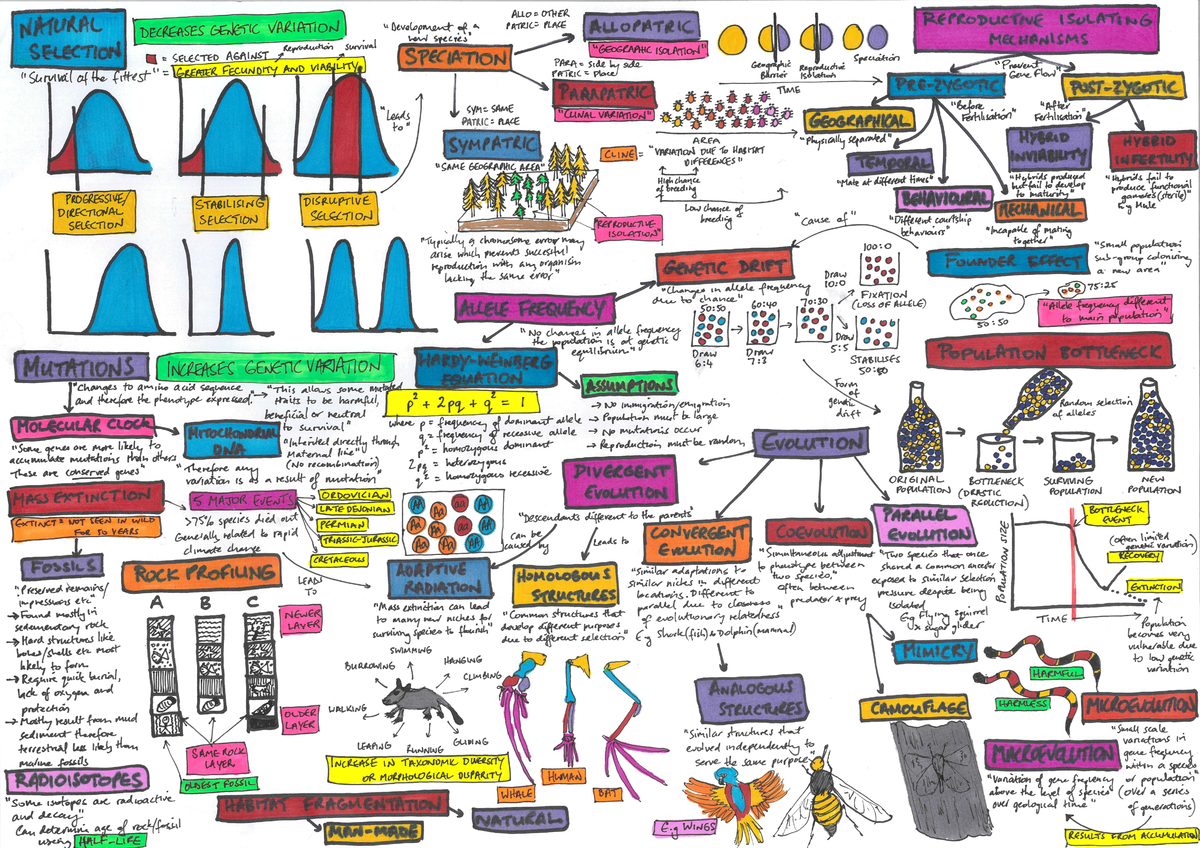 Concept Map - Evolution - NATURAL DECREASES GENETIC VARIATION ...