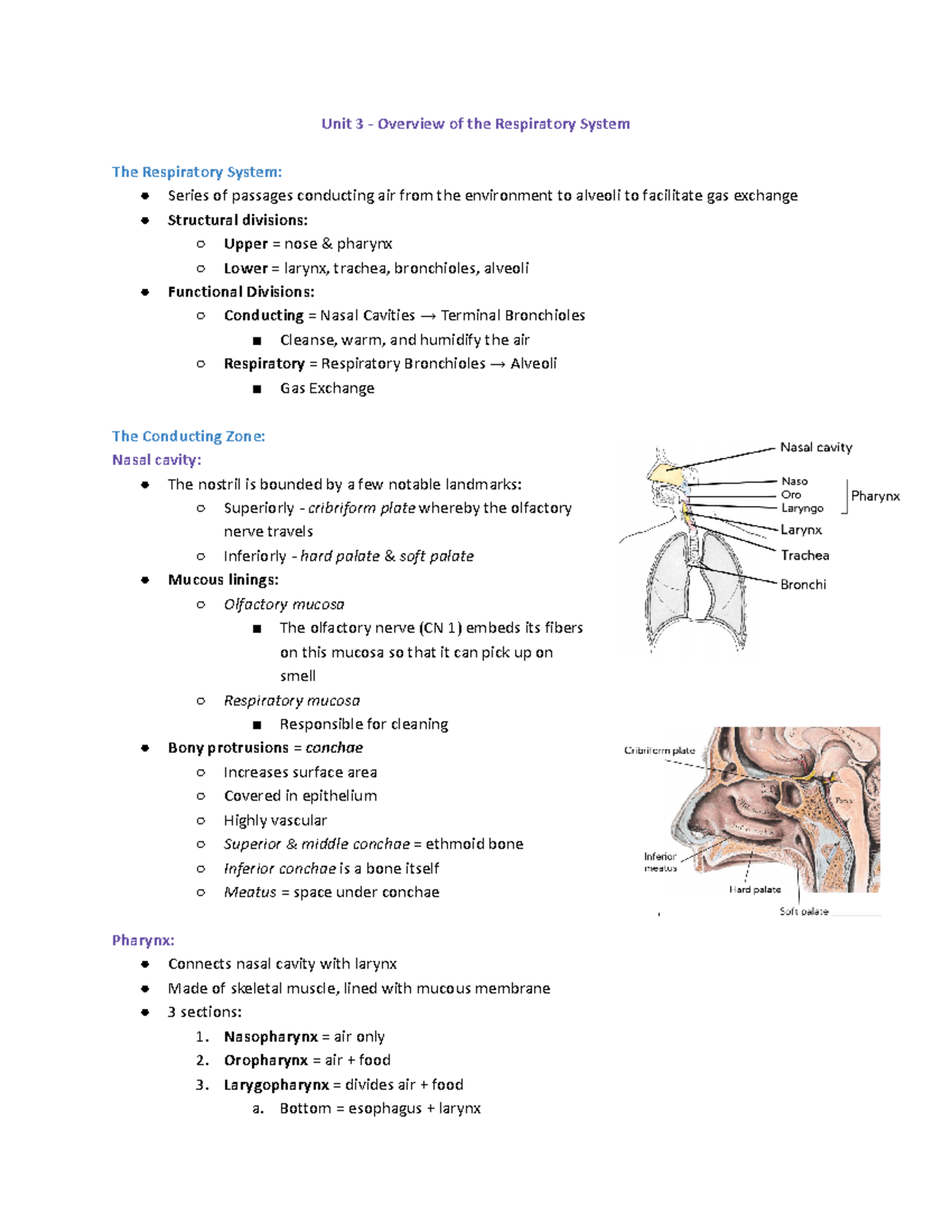 Week 7 - Respiration - Unit 3 - Overview of the Respiratory System The ...