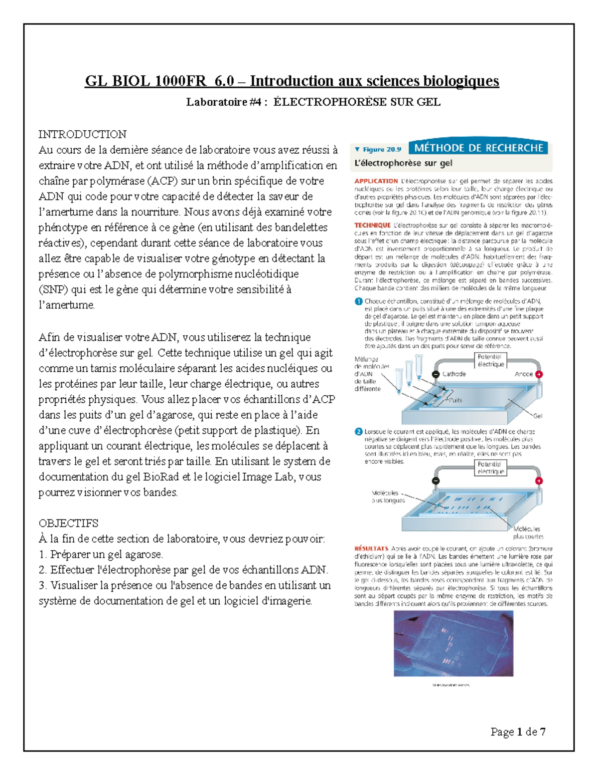 GL BIOL 1000 LAB 4 - GL BIOL 1000FR 6 – Introduction aux sciences ...