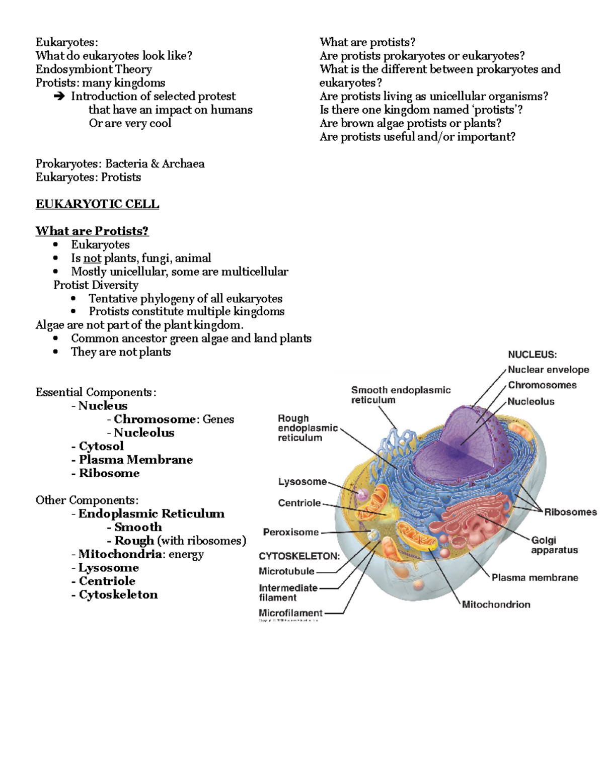 Protists - Summary Modern biology - Eukaryotes: What do eukaryotes look ...