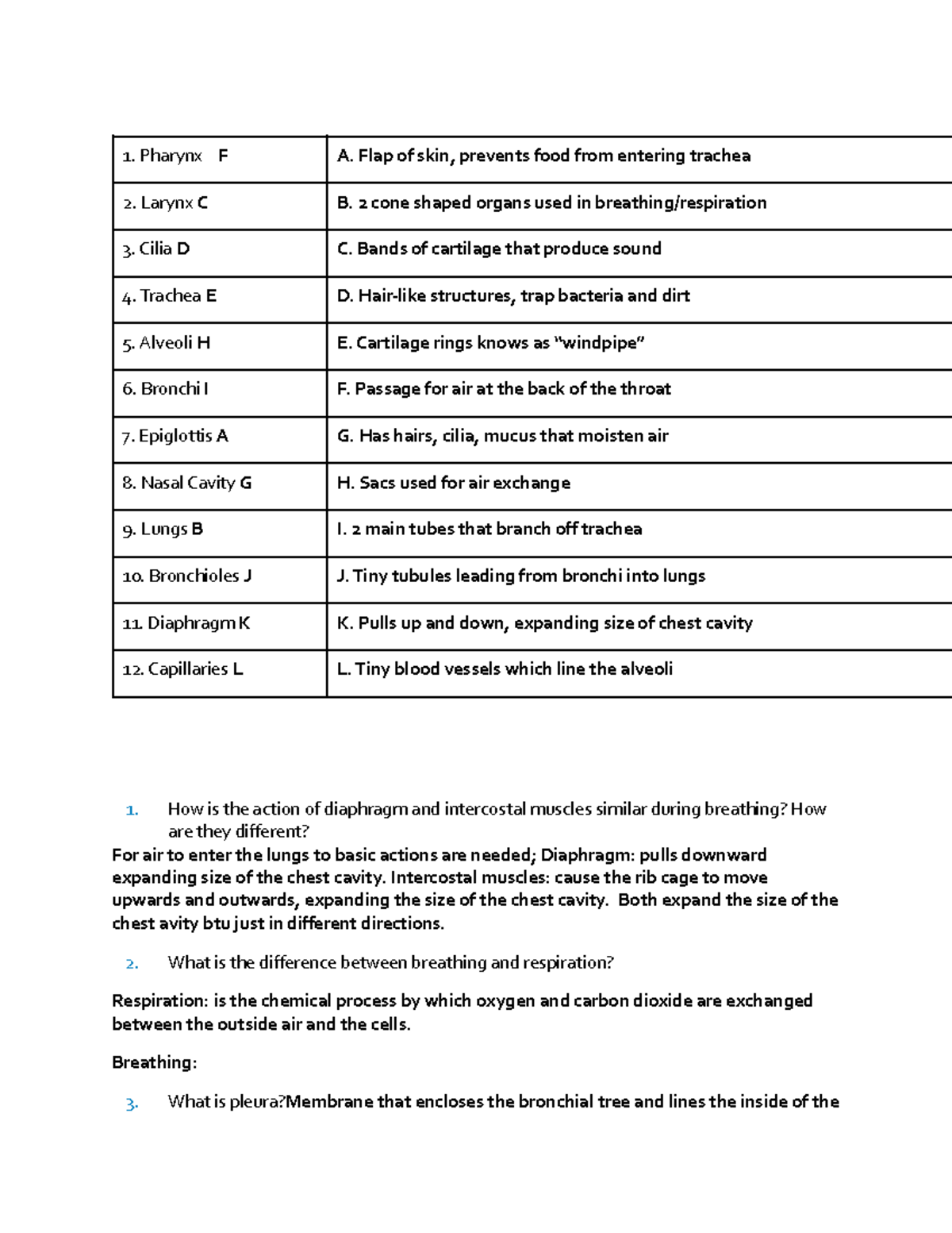 Respirtory system worksheet questions - Pharynx F A. Flap of skin ...