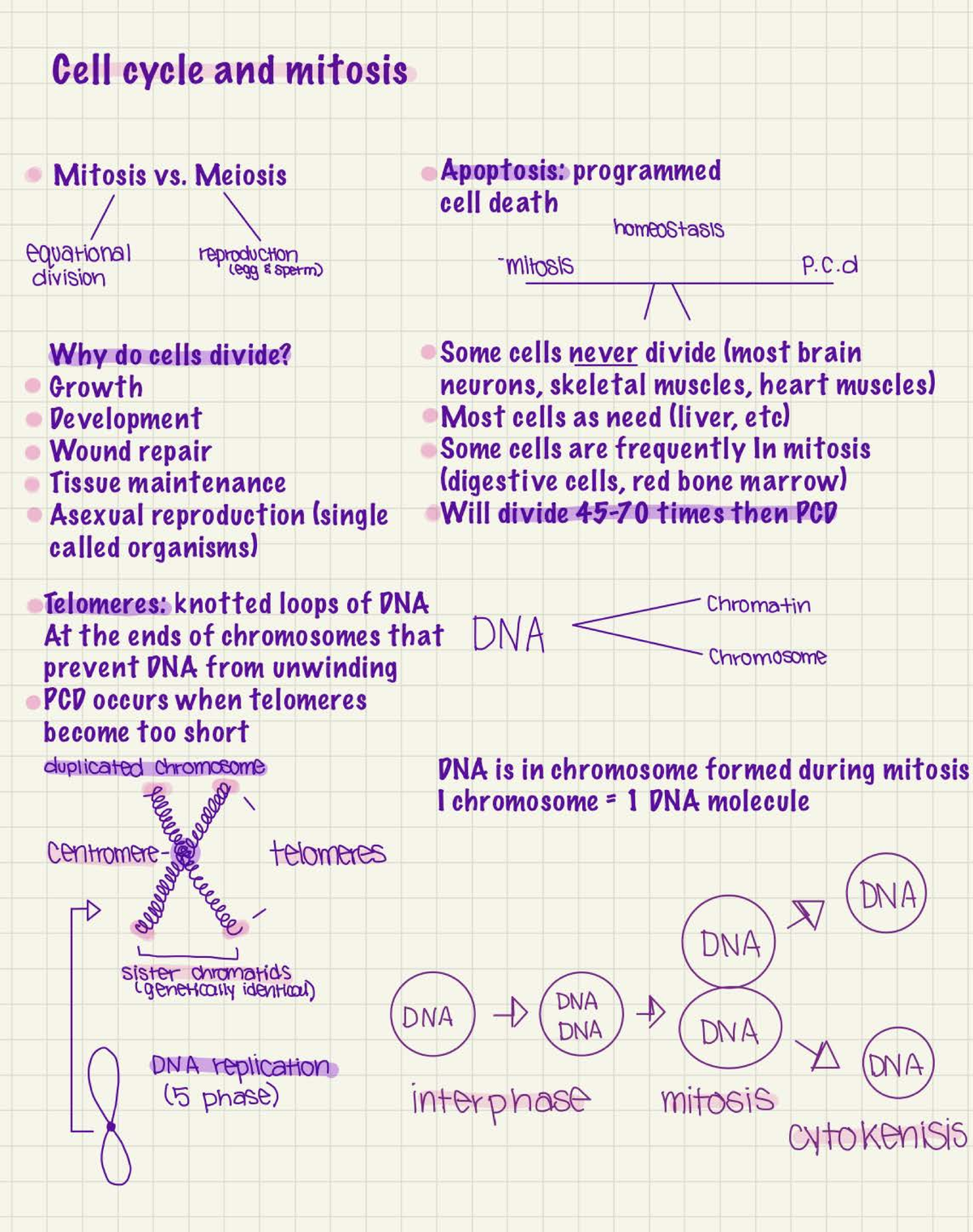 Cell cycle and mitosis lecture notes - Cell cycle and mitosis Mitosis ...