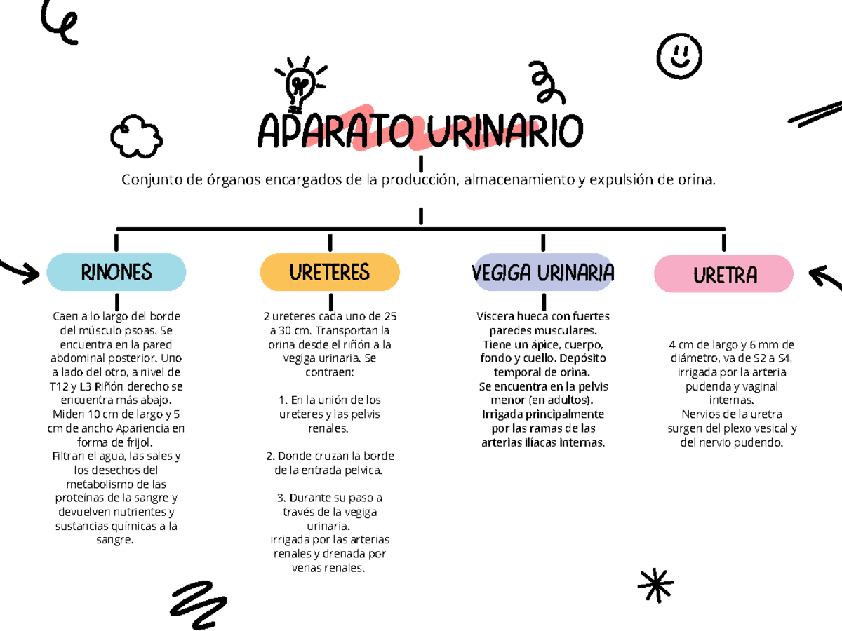 Mapa conceptual de Aparato urogenital - APARATO URINARIO Conjunto de ...