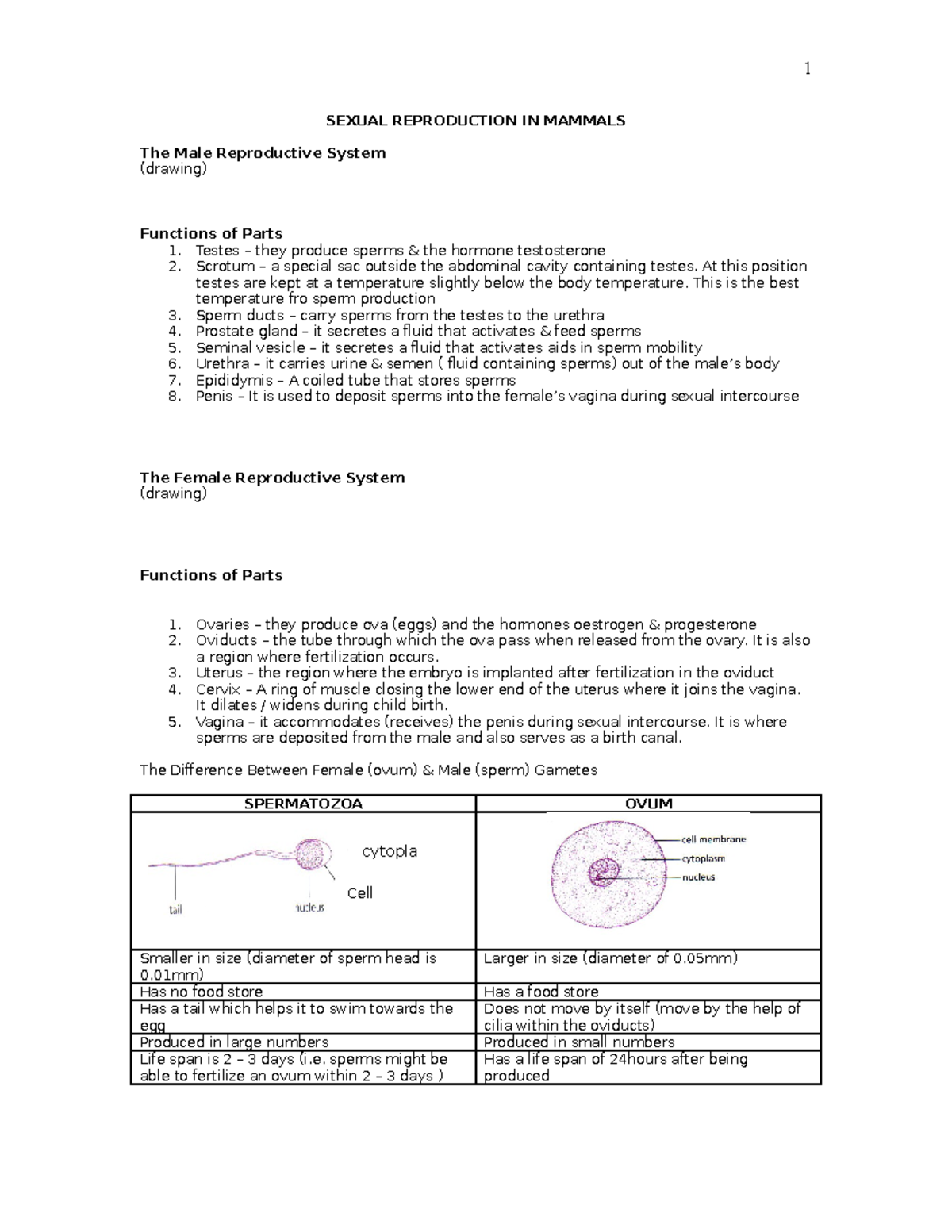 Reproduction in Animals - SEXUAL REPRODUCTION IN MAMMALS The Male ...