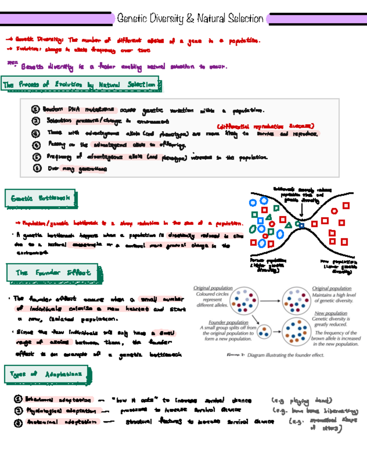 Genetic Diversity and Natural Selection Notes - Genetic Diversity ...