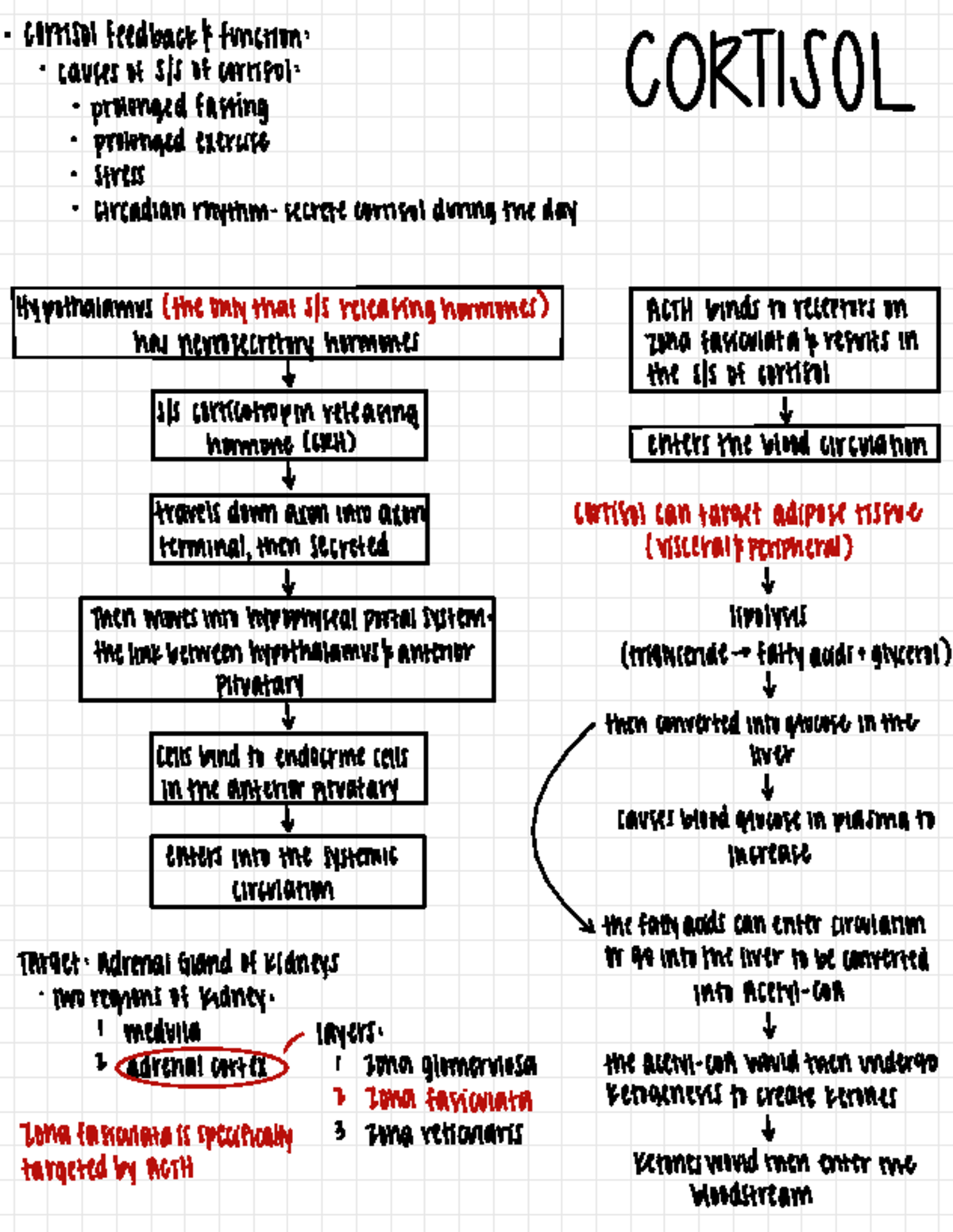 Cortisol - Italso has an Inhibitory effecton the hypothalamus, which ...