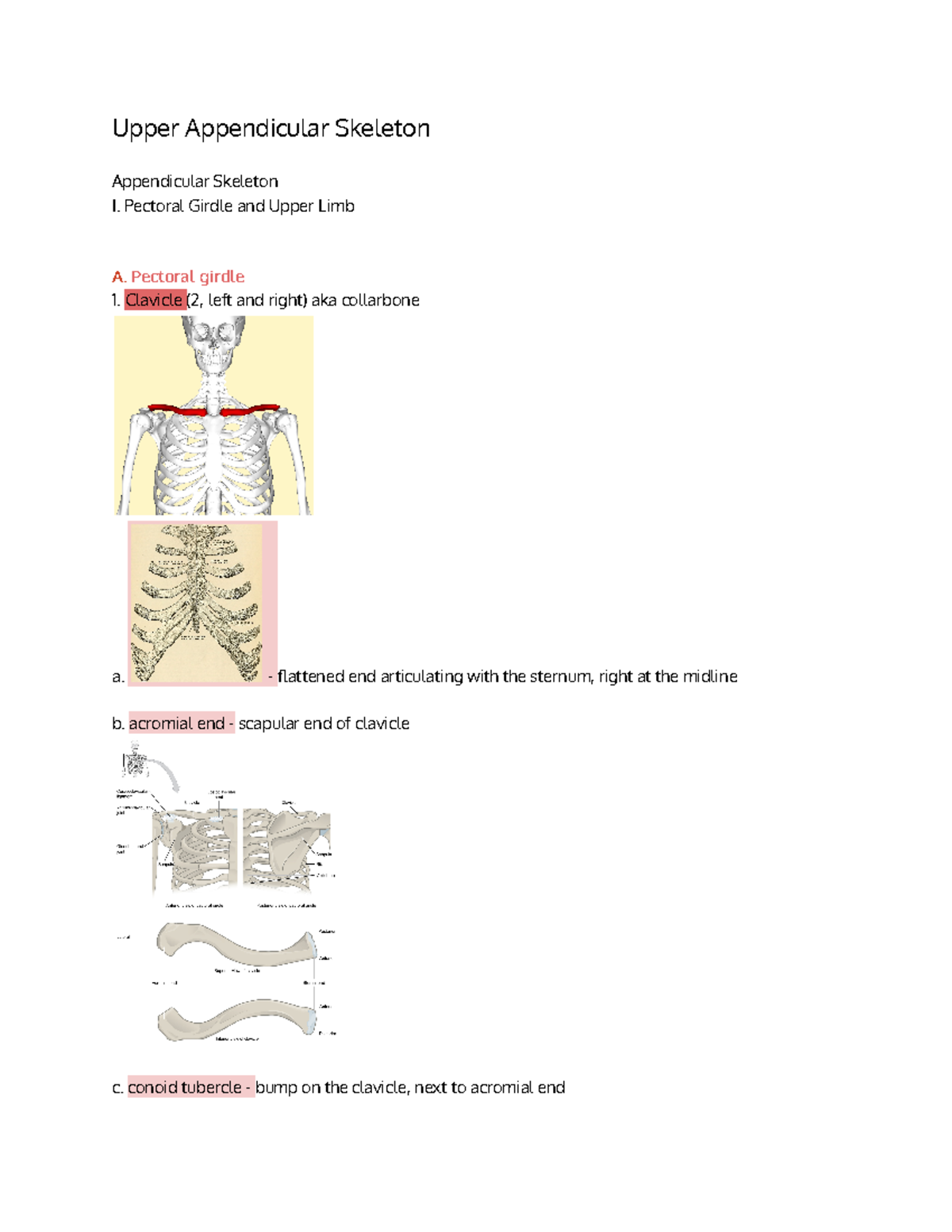 BIOL Lab 212 - Upper Appendicular Skeleton - Upper Appendicular ...