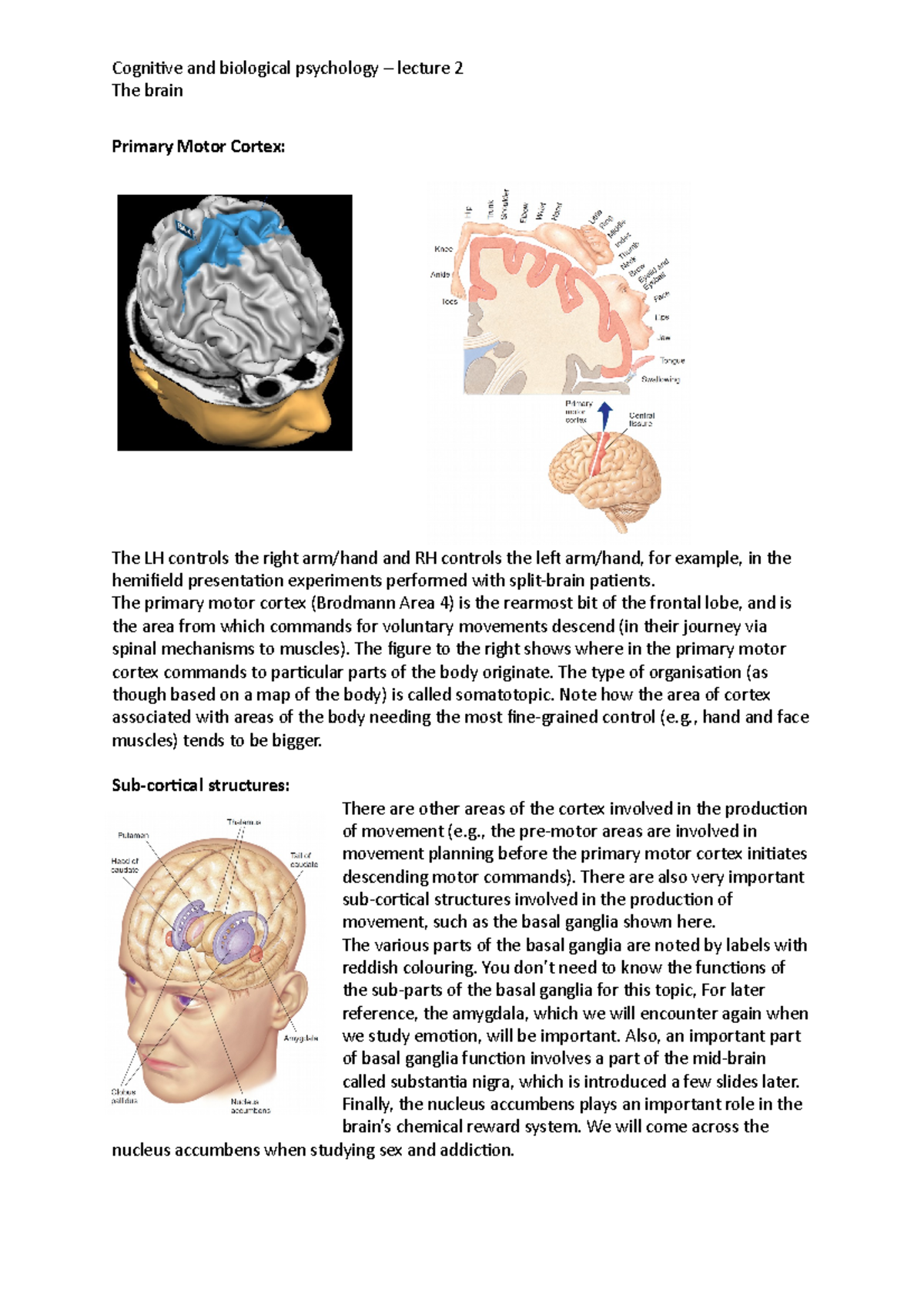 Lecture 2 - Cognitive and biological psychology – lecture 2 The brain ...
