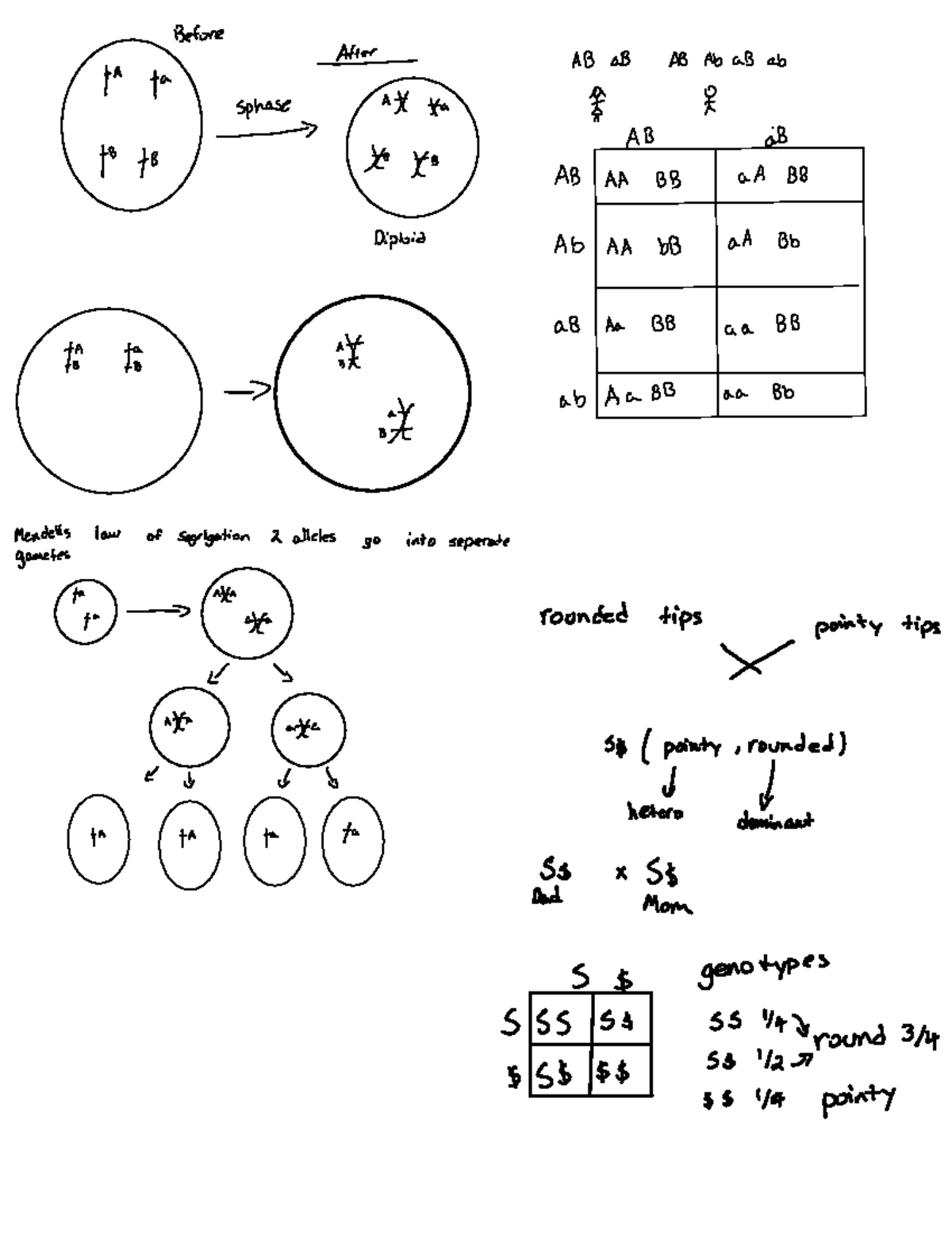 Note Nov 6, 2024 - Notes - Before AB AB AB AbAB ab th ta y AB dB 7 TB K ...