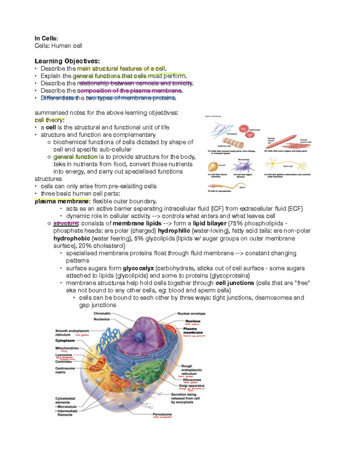 Cells Week 1 Lectures (Health and Homeostasis 1) - In Cells: Cells ...