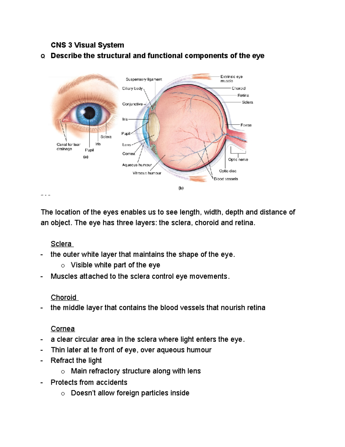 CNS 03 Visual - CNS 3 Visual System Q Describe the structural and ...