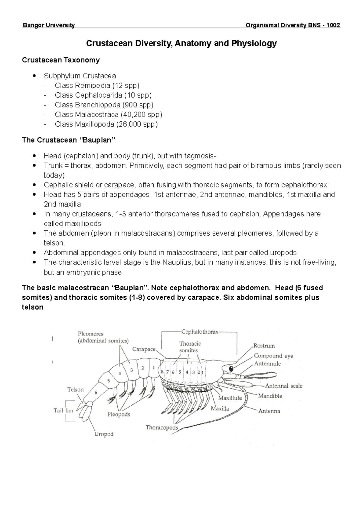 Crustacean Diveristy, Anatomy and Physiology - Crustacean Diversity ...