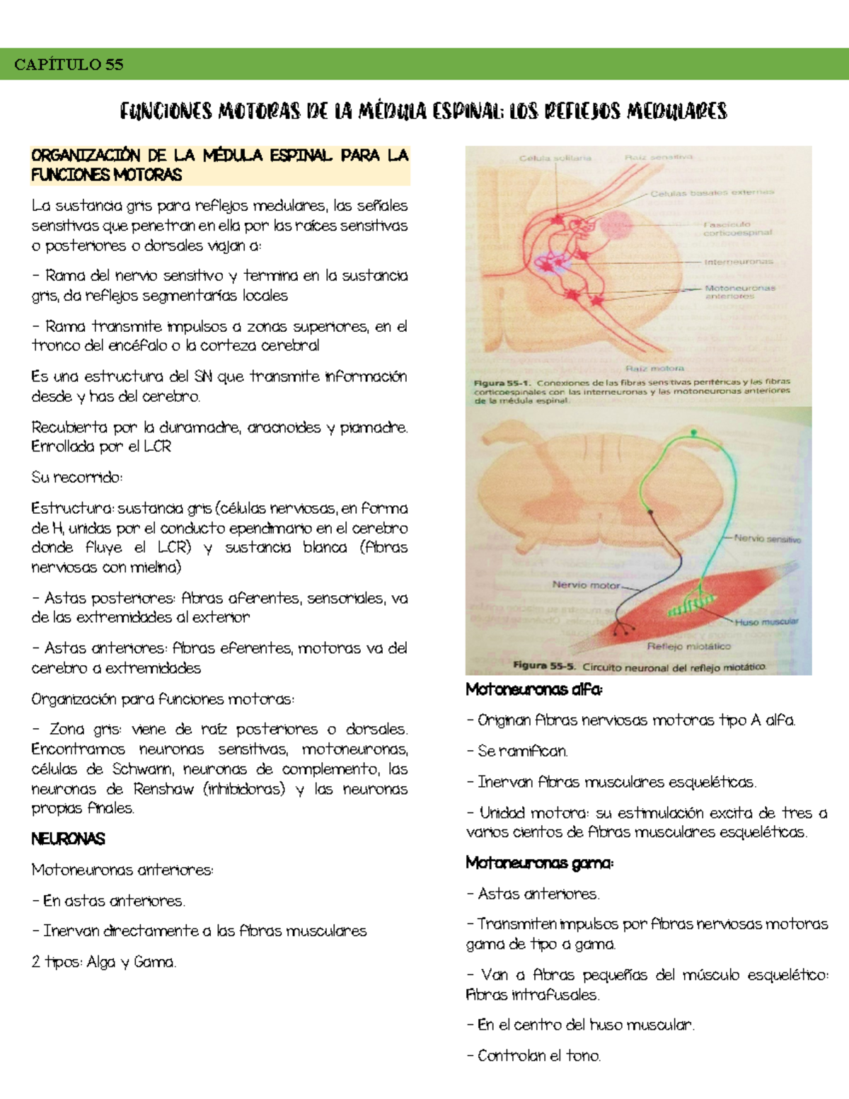 Resumen Capitulo 55 de Guyton Funciones Motoras DE LA Médula Espinal - CAPÕTULO 55 ORGANIZACI”N ...