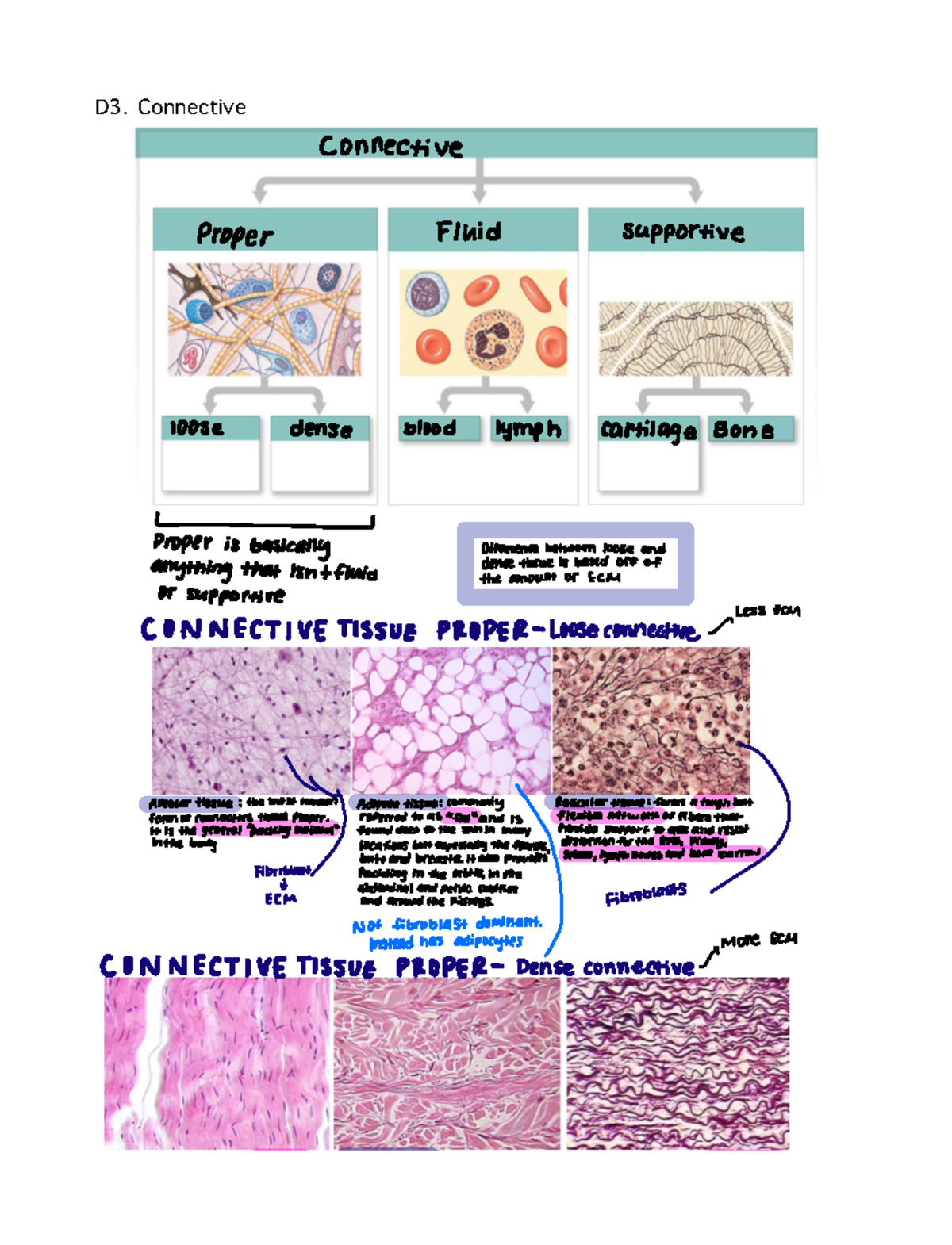 Sept 28th prep- Tissues - D3. Connective connective Proper Fluid ...