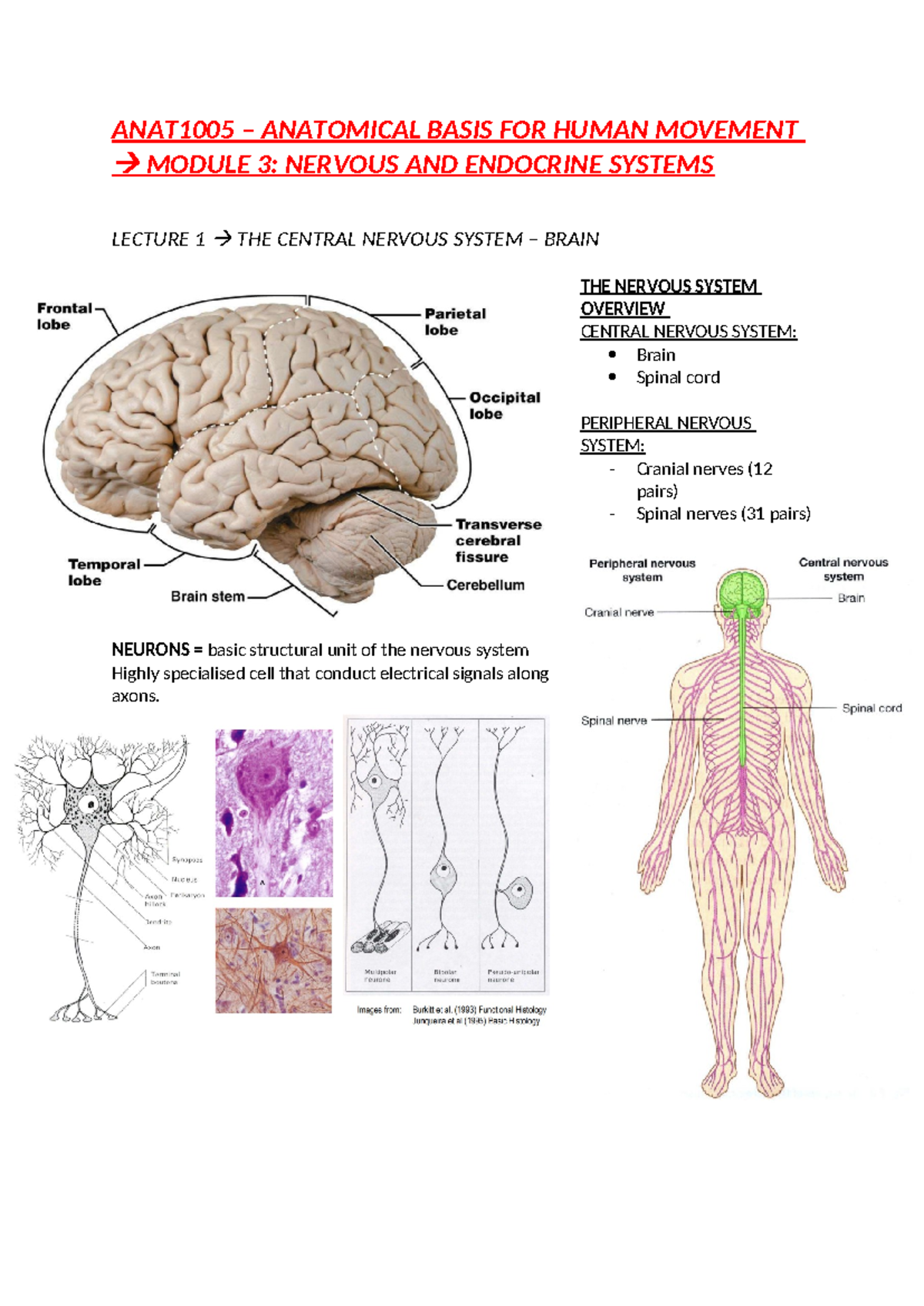 ANAT1005 Module 3 - ANAT1005 – ANATOMICAL BASIS FOR HUMAN MOVEMENT ...