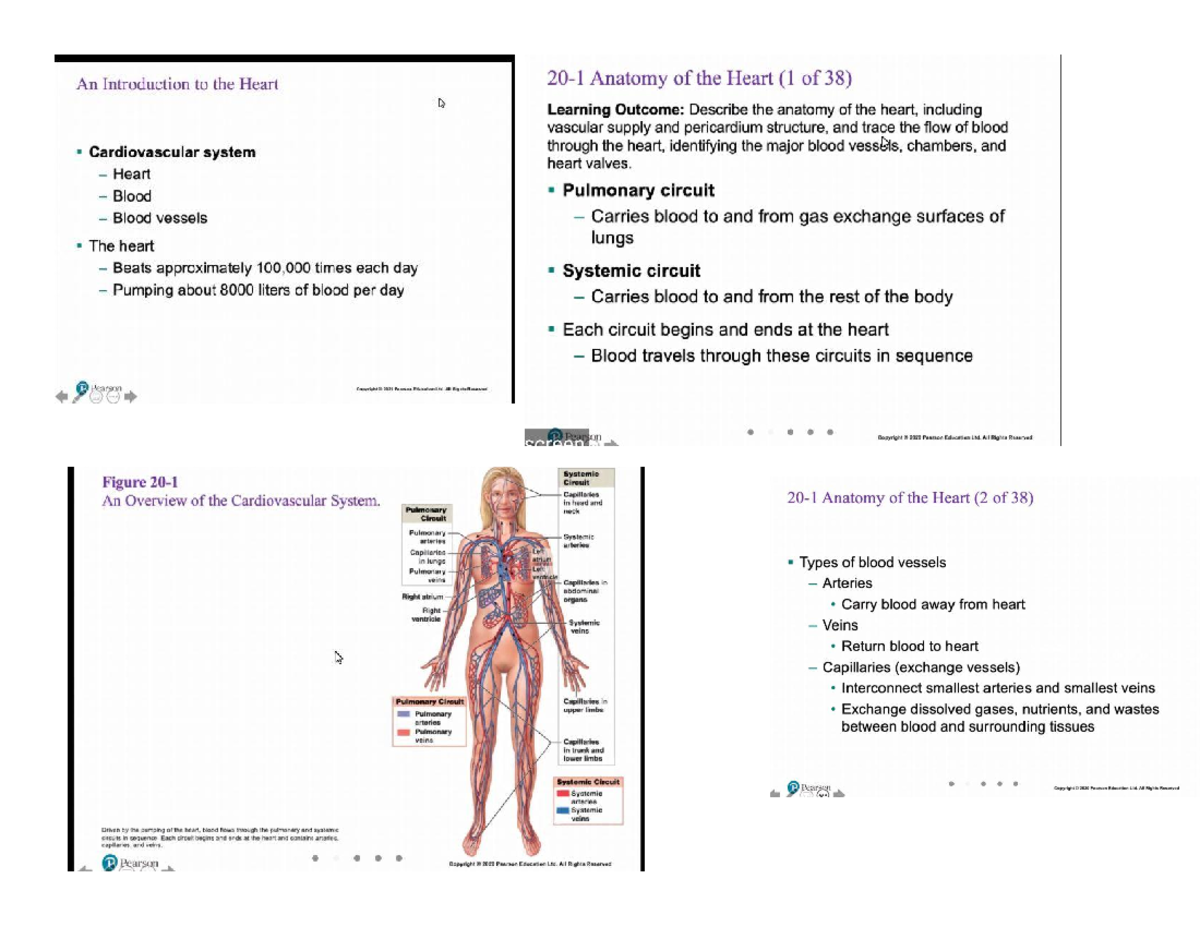Heart - ANATOMY NOTES - Biology - Studocu