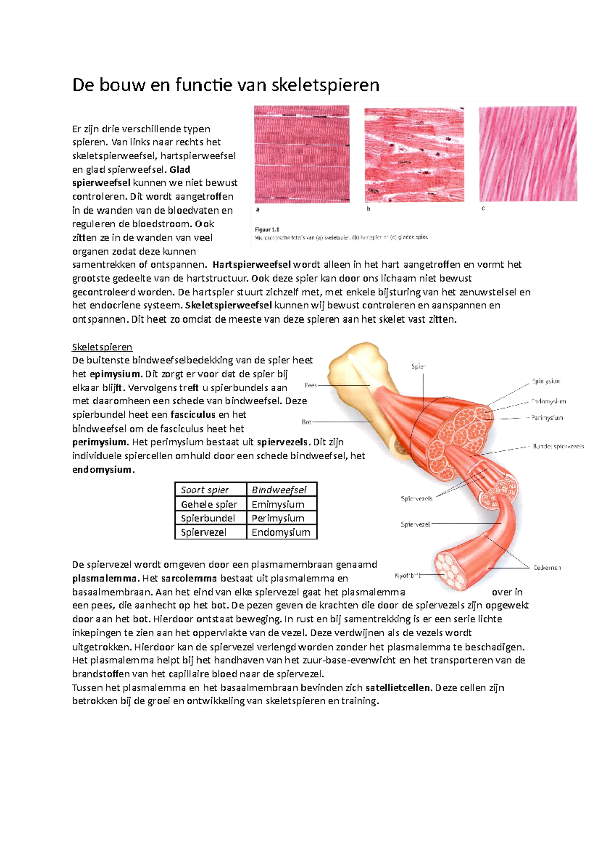 Samenvatting Fysiologie - De bouw en functie van skeletspieren Er zijn ...