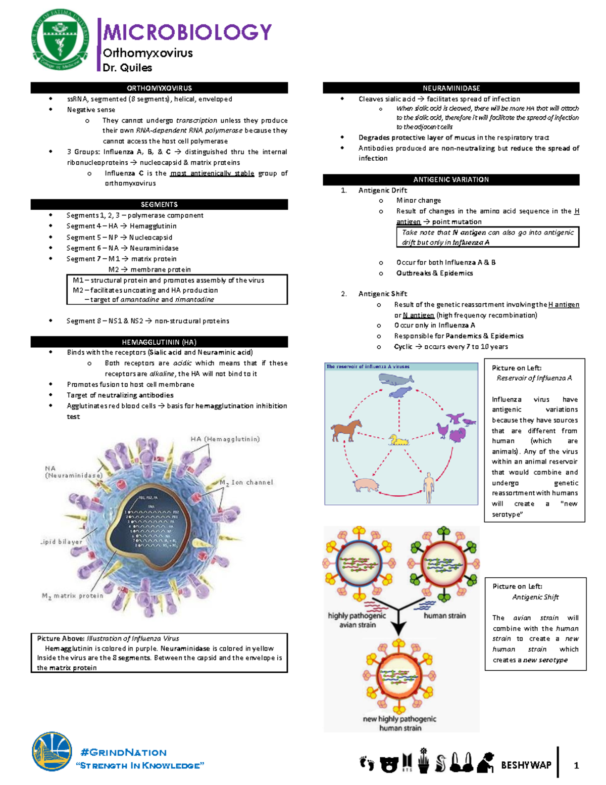 Microbiology - Orthomyxovirus - MICROBIOLOGY Orthomyxovirus Dr. Quiles ...