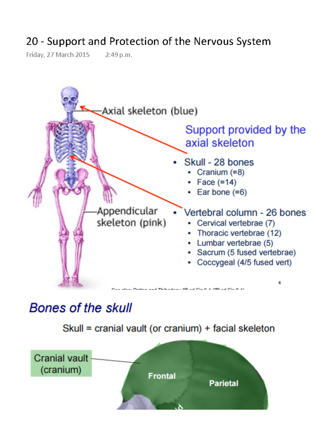 20 - Support and Protection of the Nervous System - Warning: TT ...