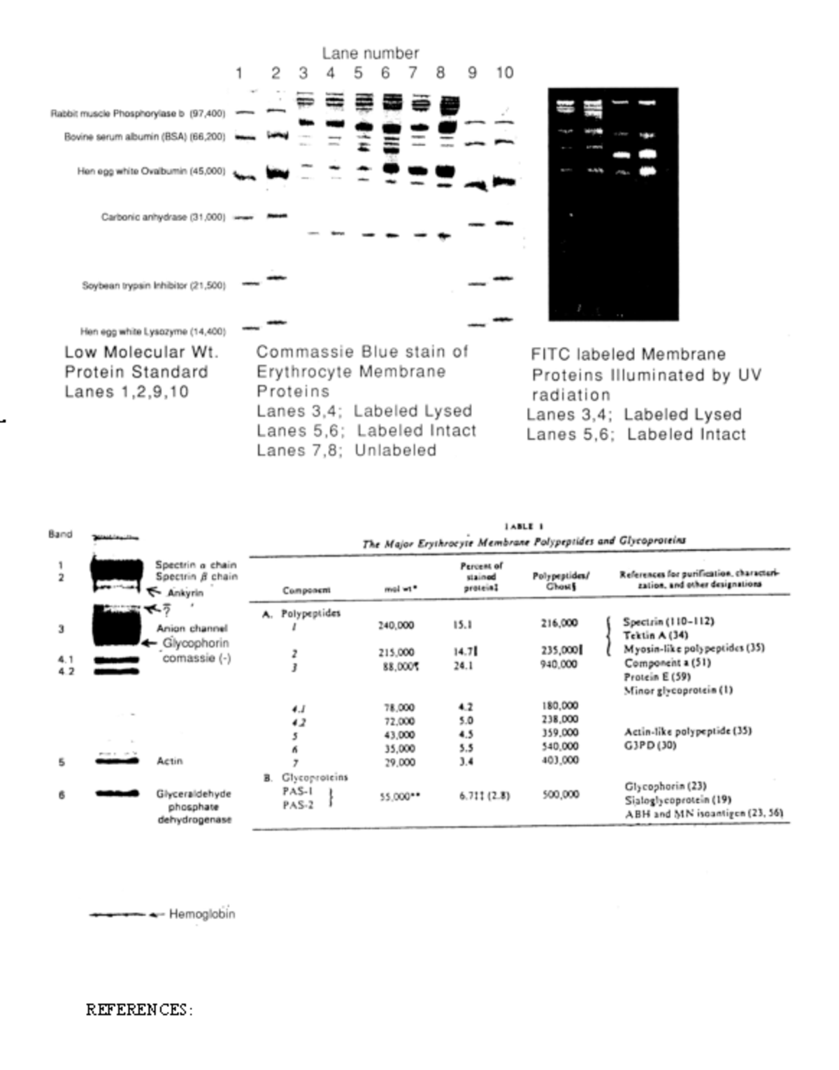 Lab Manual Part 2 - Membranes lab - Lane number 1 2 3 4 5 6 7 8 9 10 ...
