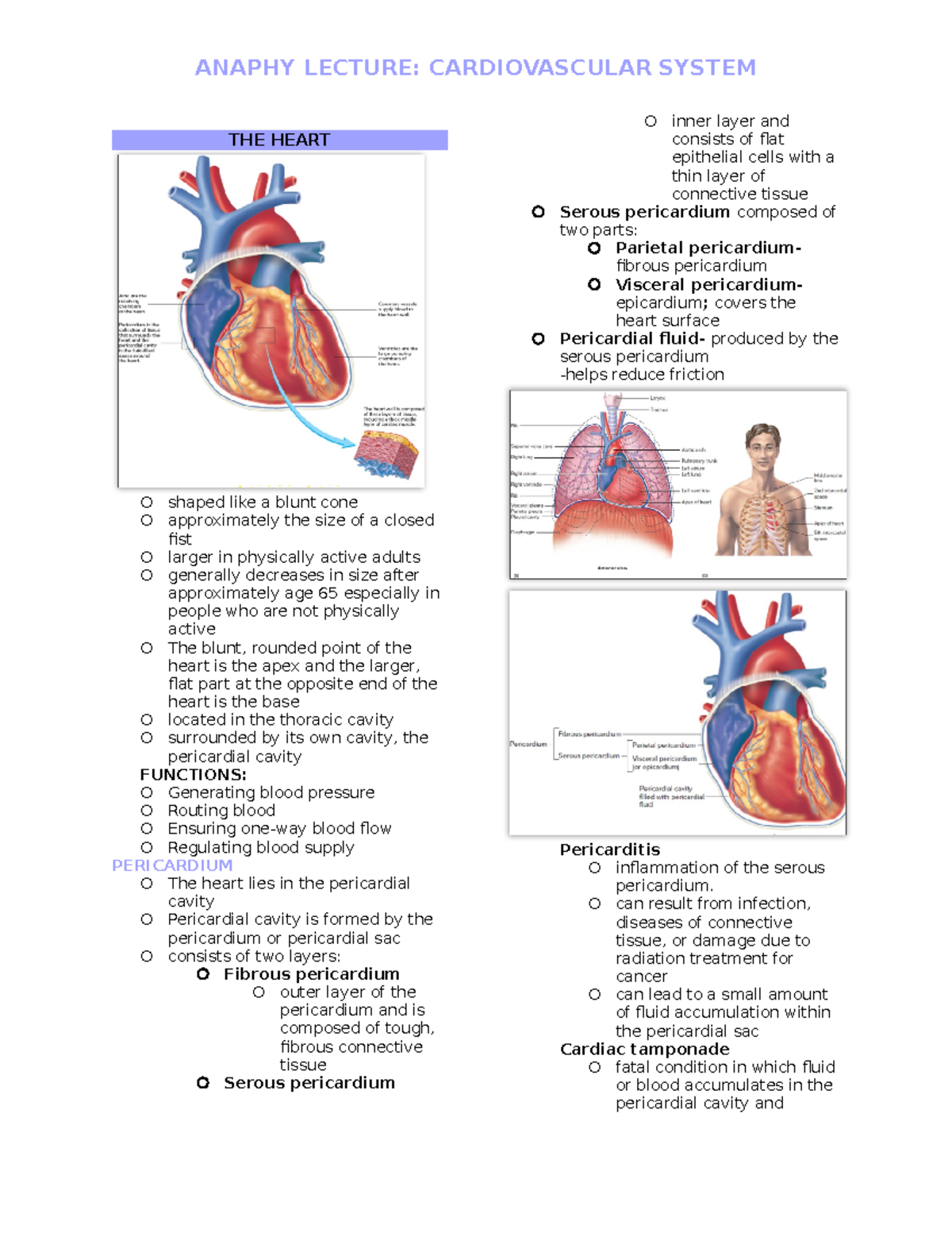 Anaphy LEC- Cardiovascular - THE HEART shaped like a blunt cone ...