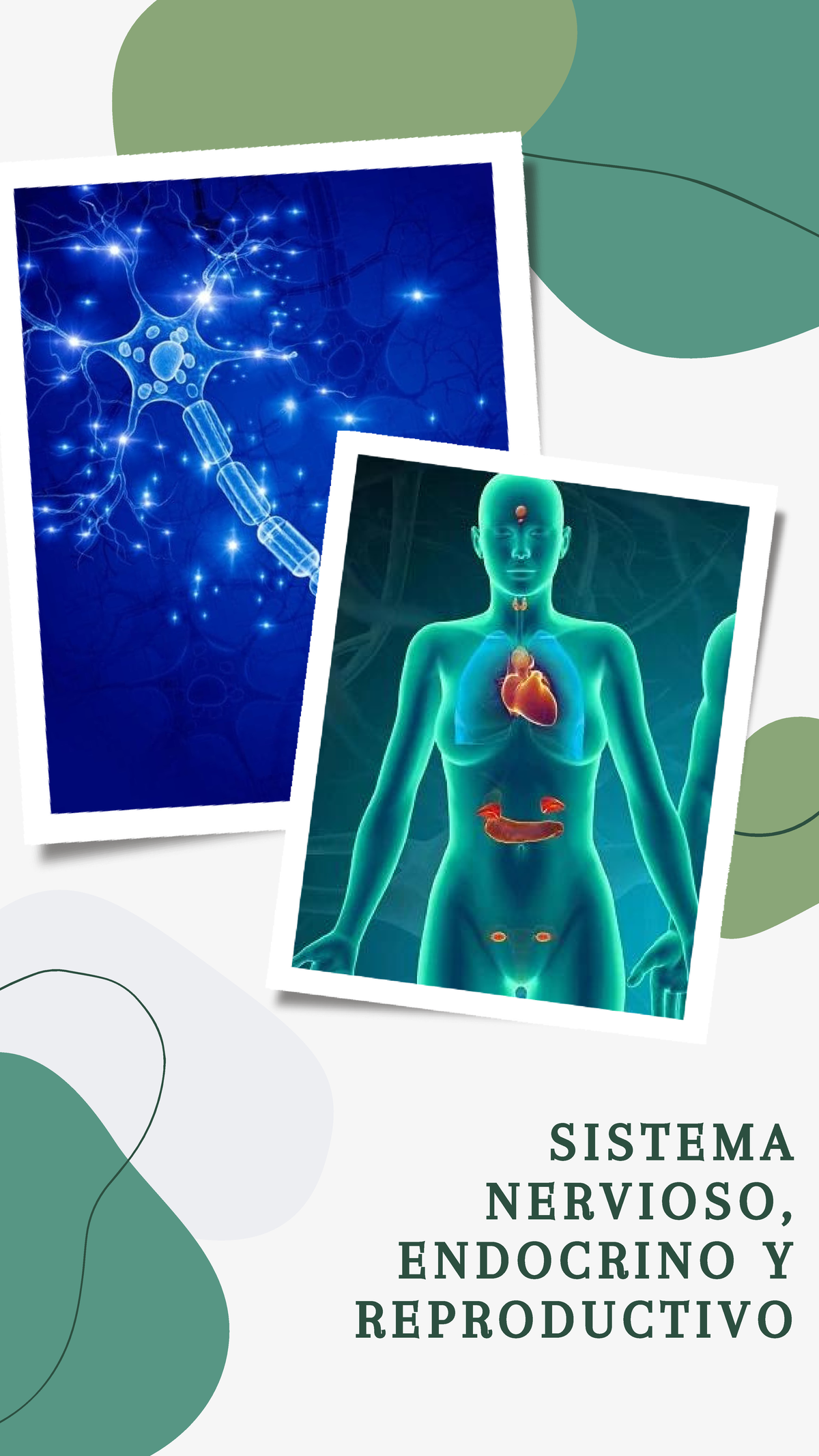 Catalogo Digital sistemas del cuerpo - SISTEMA NERVIOSO, ENDOCRINO Y ...