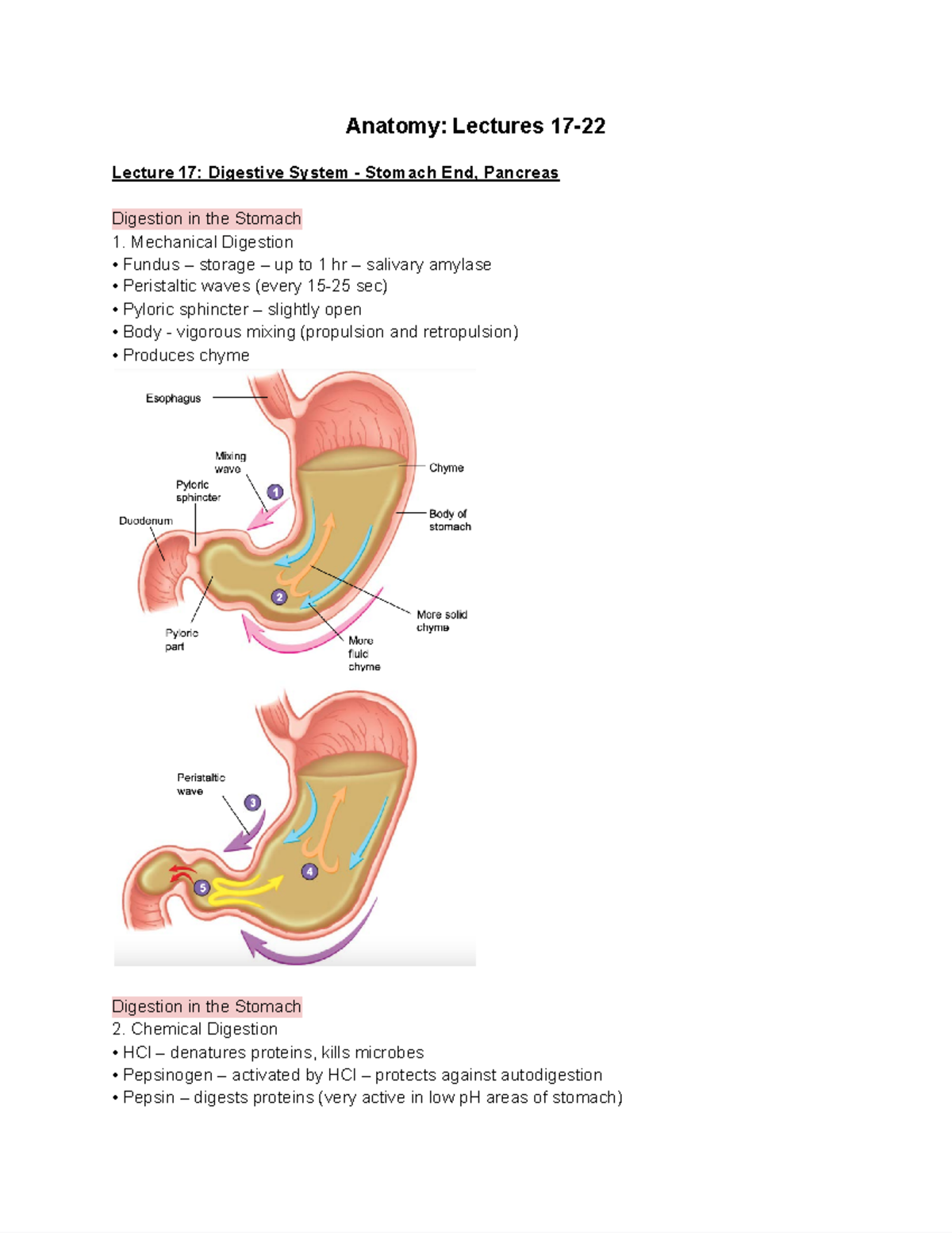 Anatomy Lectures 17-22 - Google Docs - Anatomy: Lectures 17- Lecture 17 ...