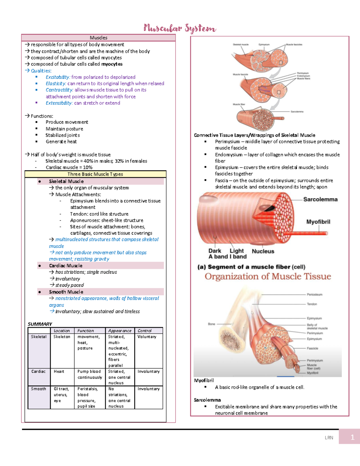 5M Muscular System - Transcribed notes from powerpoint presentation and ...