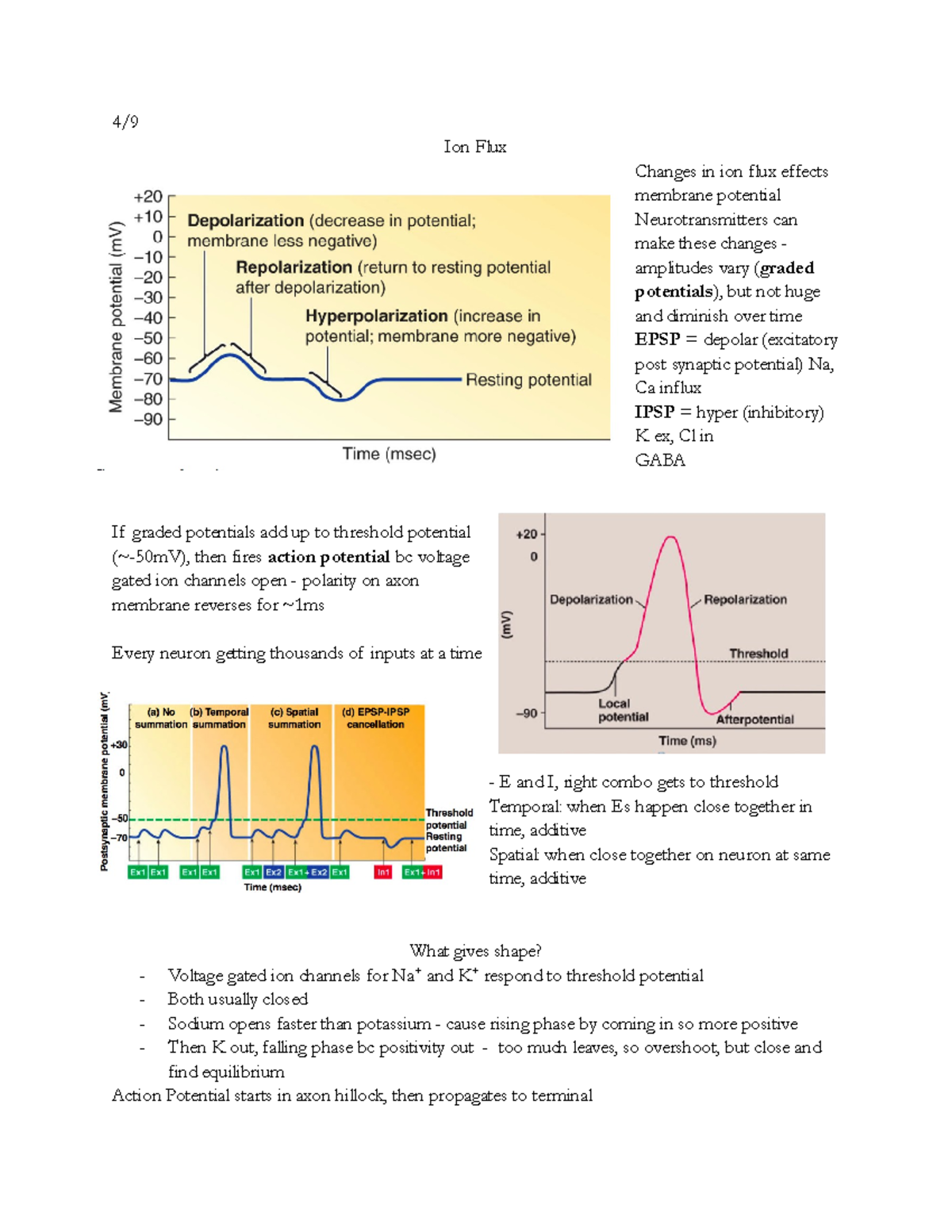 Bio Notes Exam 2 - 4/9 Ion Flux Changes in ion flux effects membrane ...