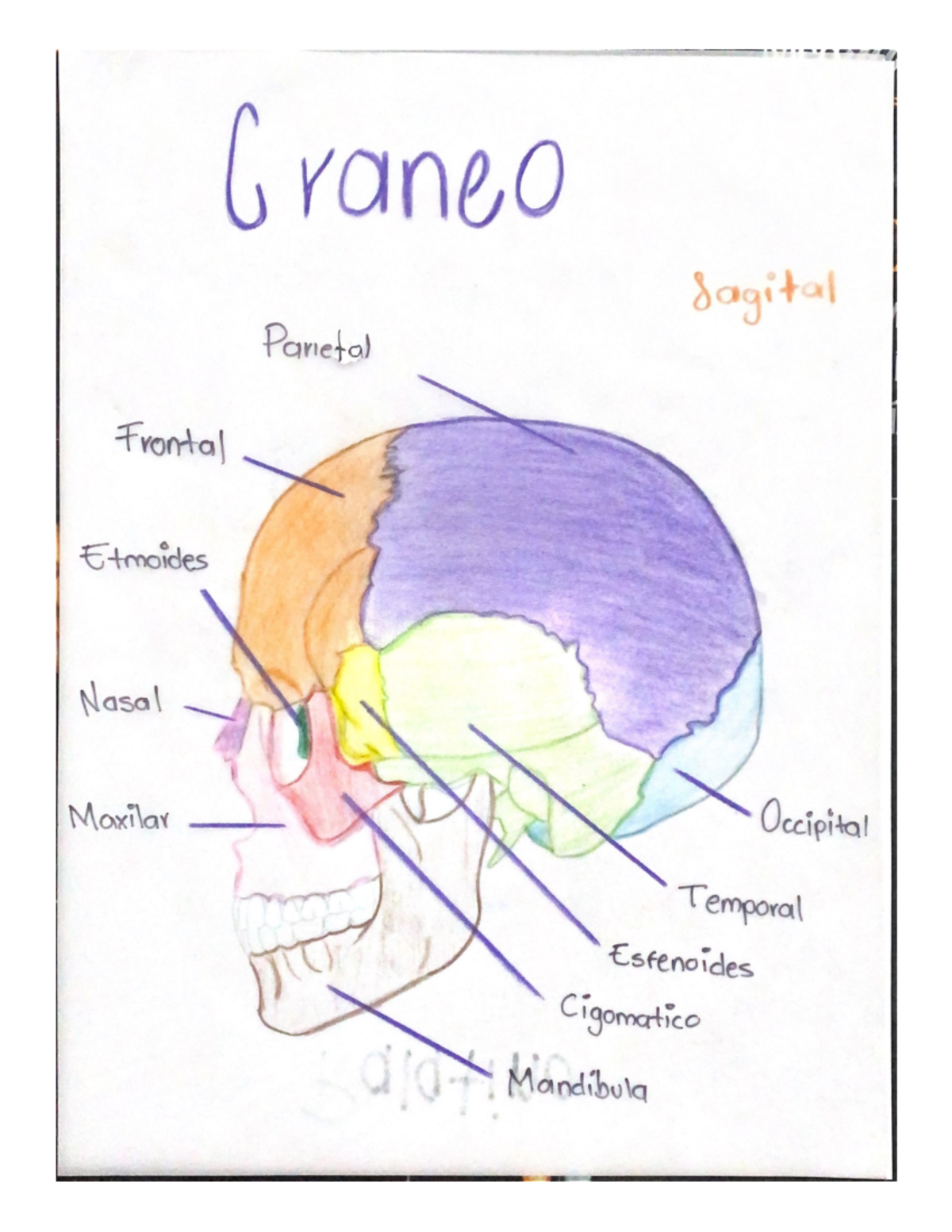 Craneo y partes - C raneo fagital Panetal Frontal Etmoides Nasal ...