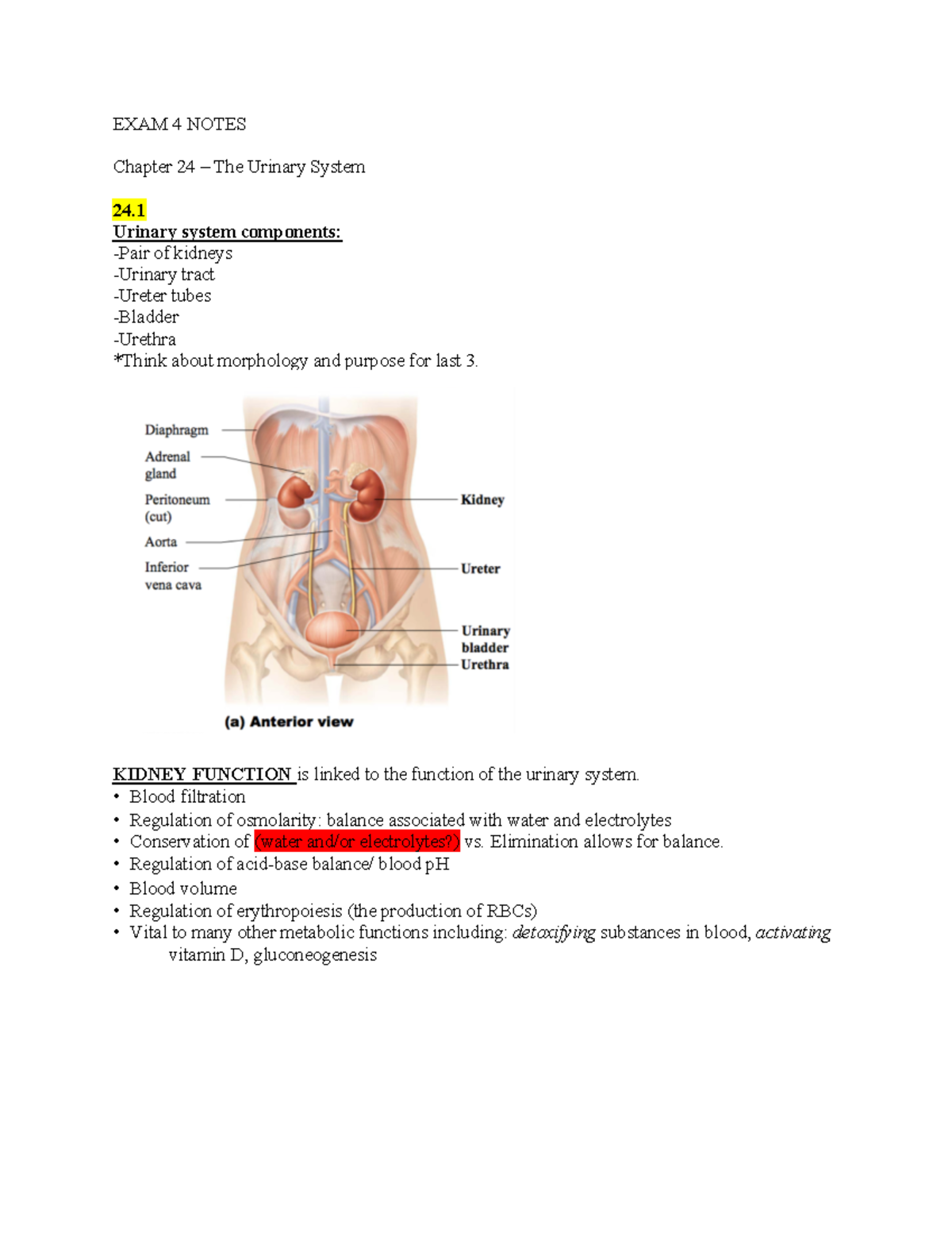 Final EXAM Notes - a&p - EXAM 4 NOTES Chapter 24 – The Urinary System 2 ...